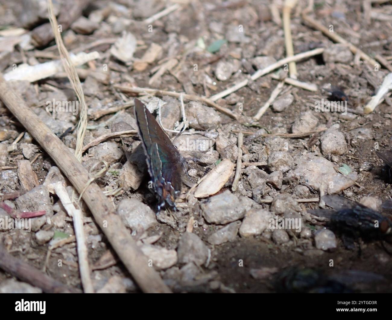 Callophrys spinetorum hi-res stock photography and images - Alamy