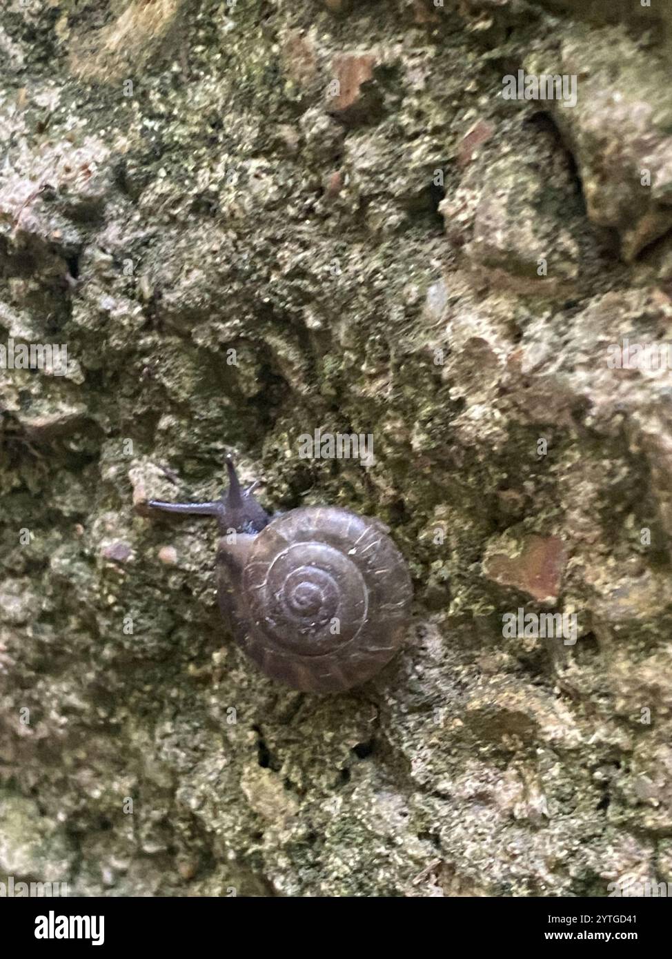Common Land Snails and Slugs (Stylommatophora Stock Photo - Alamy