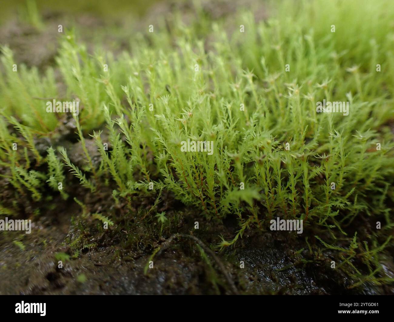 Wahlenberg's Nodding Moss (Pohlia wahlenbergii Stock Photo - Alamy