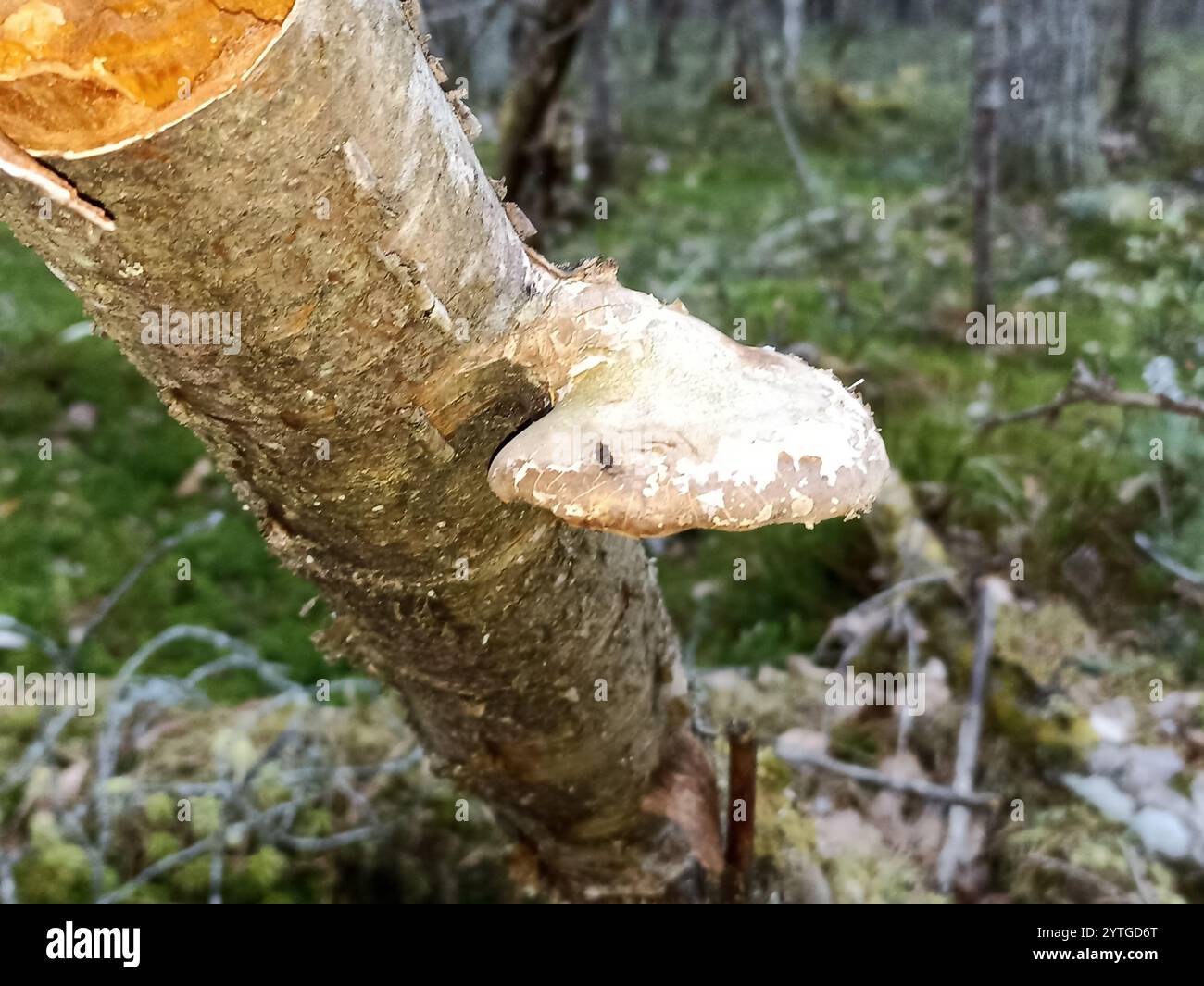 birch polypore (Fomitopsis betulina Stock Photo - Alamy