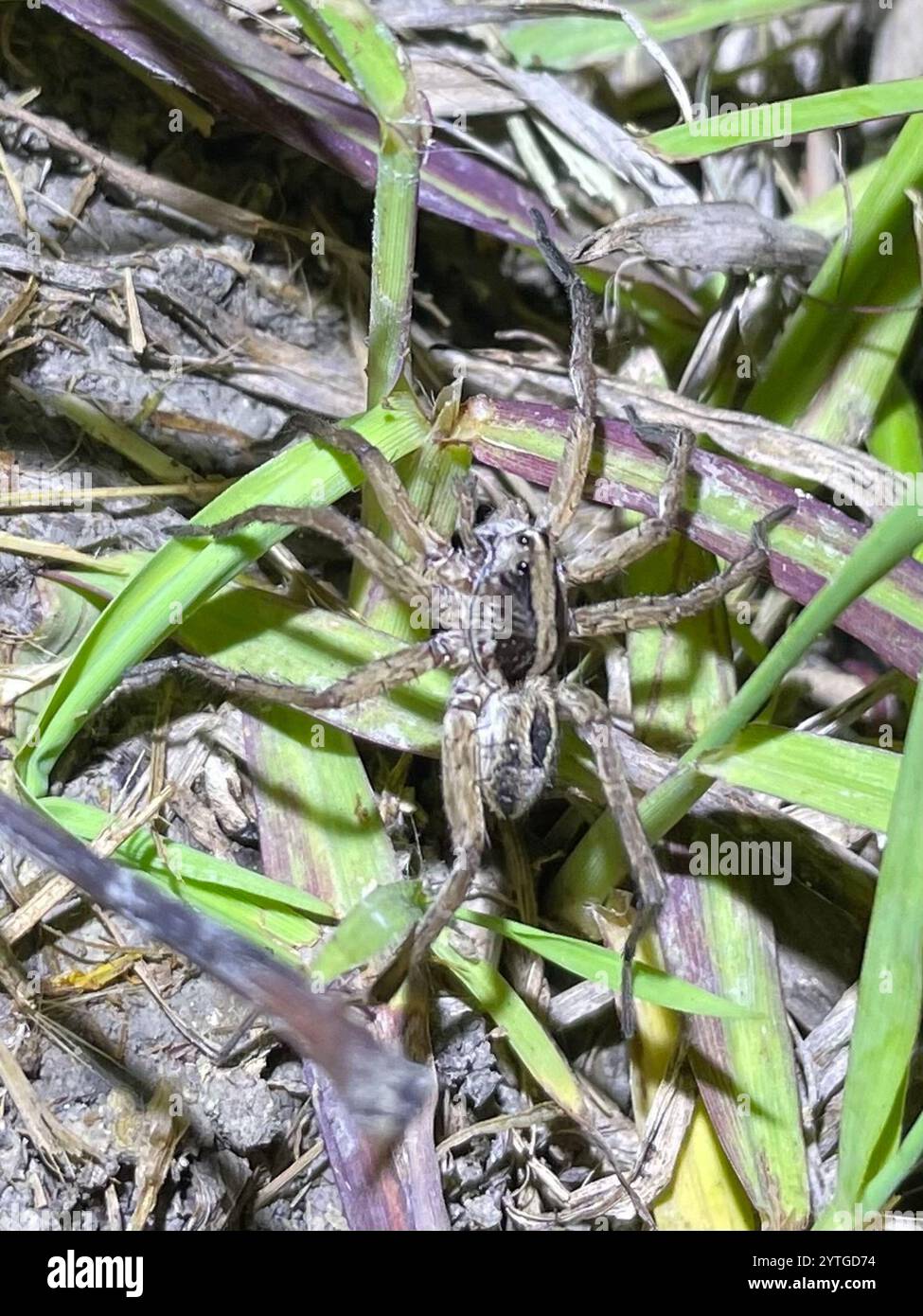 Schizocosa avida hi-res stock photography and images - Alamy