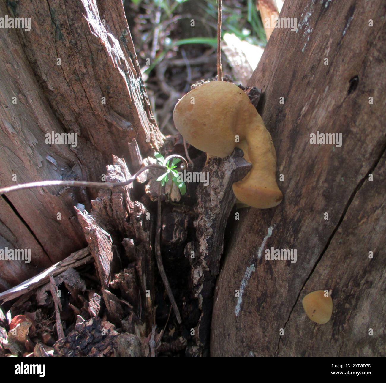 tamboti (Spirostachys africana Stock Photo - Alamy