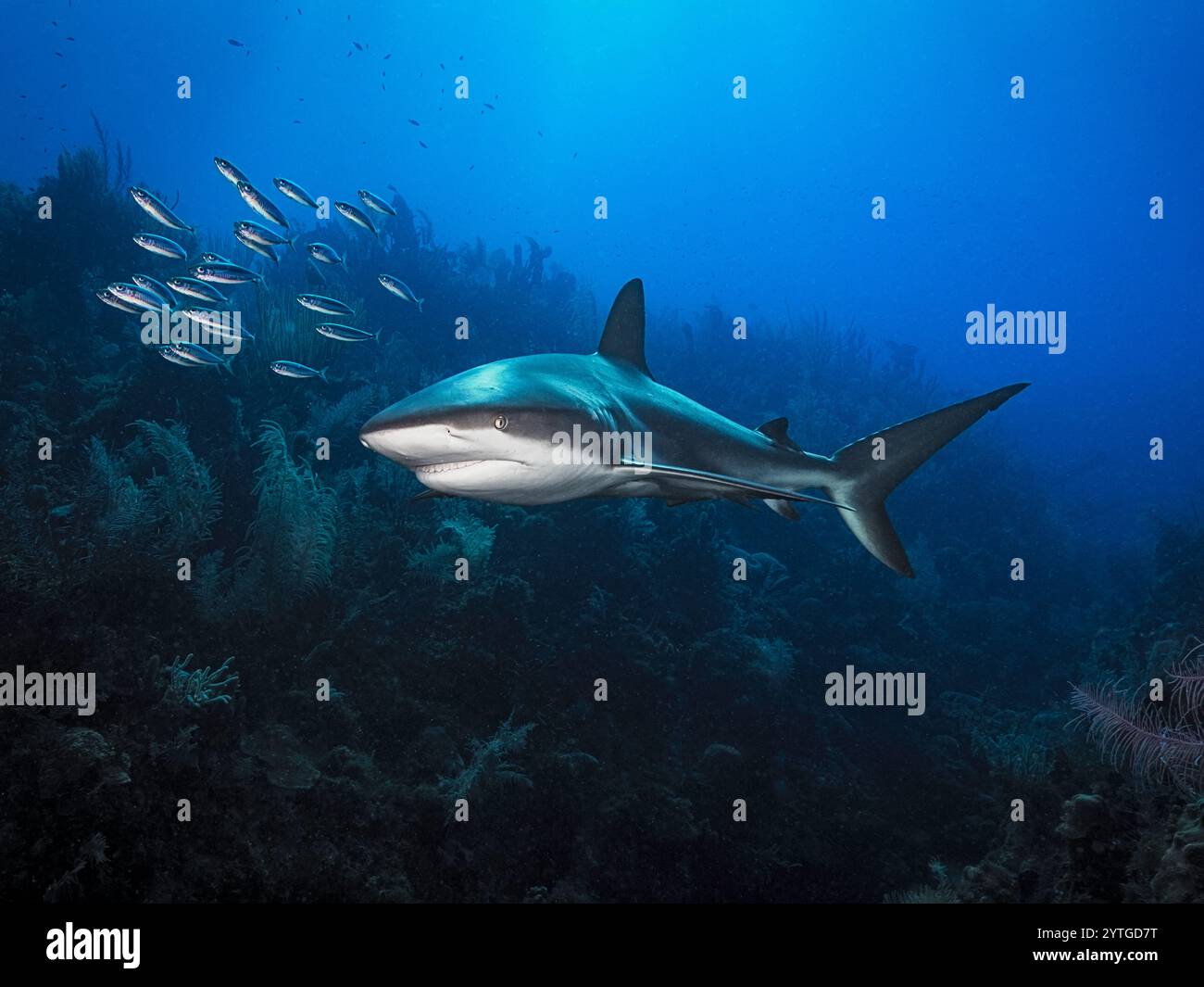 Eye level with a Caribbean Reef Shark (Carcharhinus perezii). Coral ...