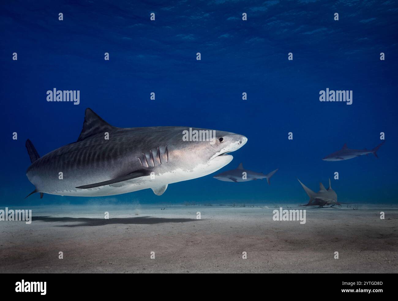 Eye level with a Tiger shark (Galeocerdo cuvier) with its shadow on the ...