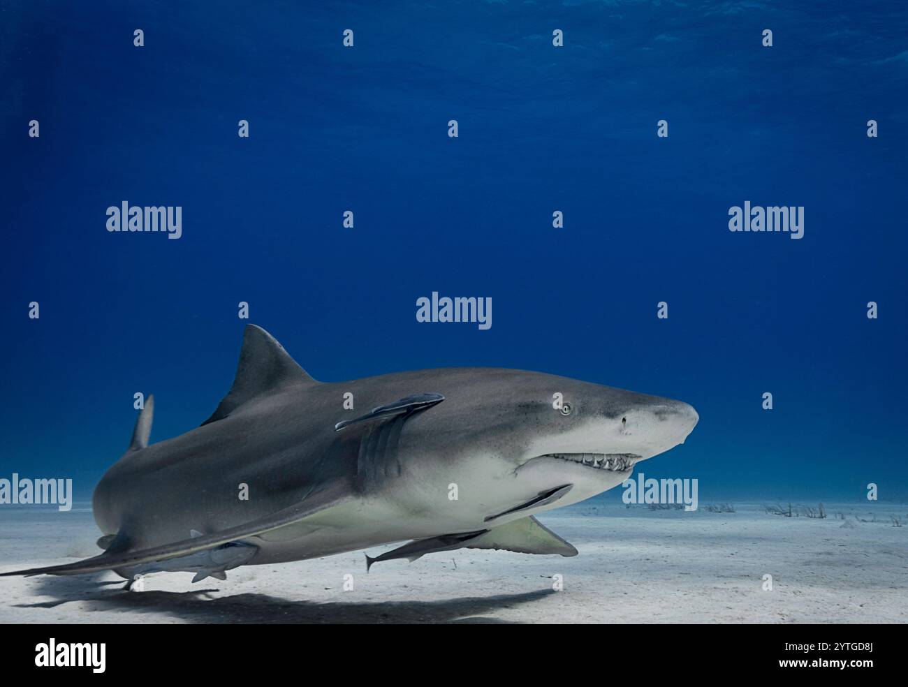 Eye level with a Lemon Shark (Negaprion brevirostris) with its shadow ...