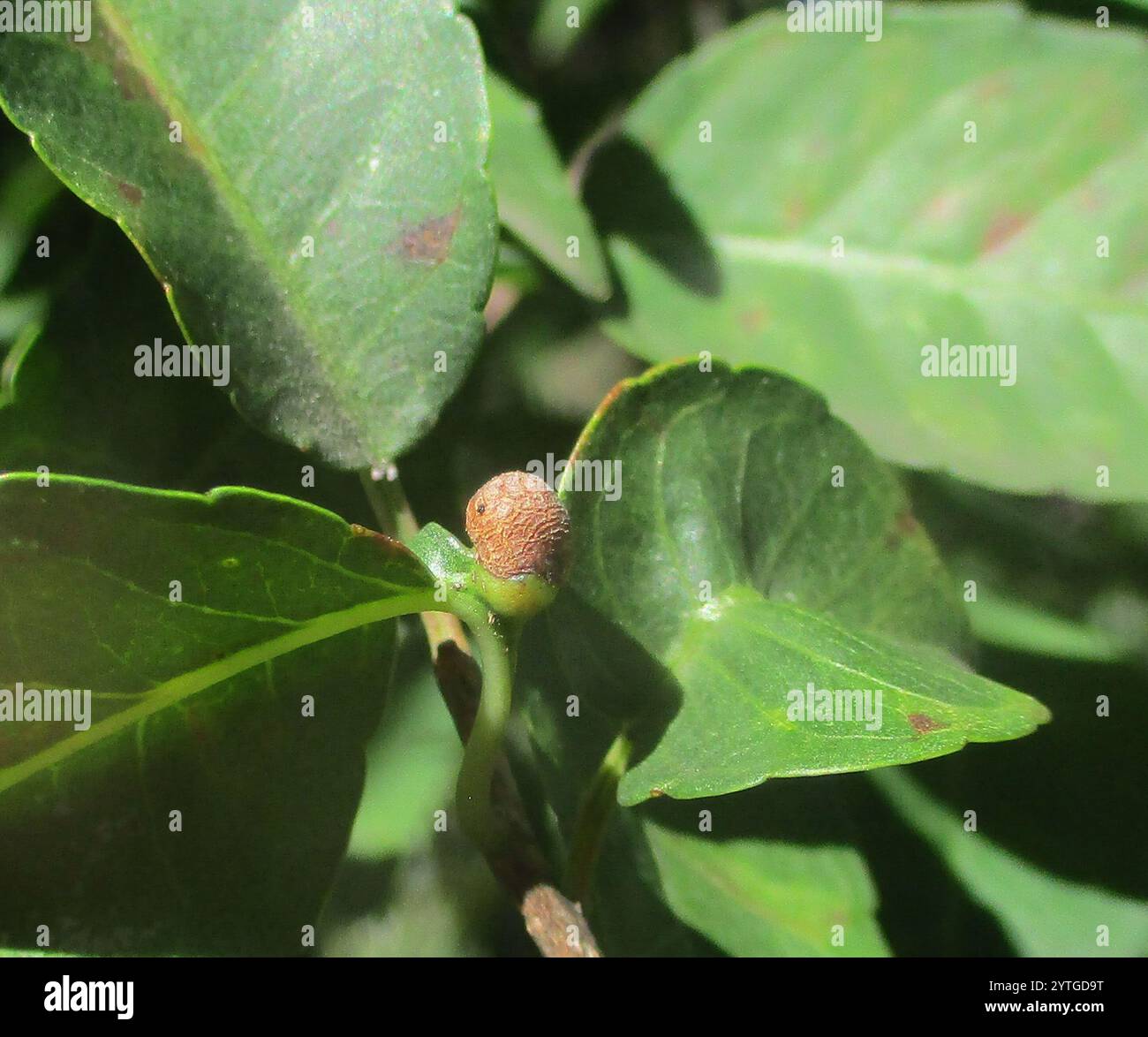 tamboti (Spirostachys africana Stock Photo - Alamy