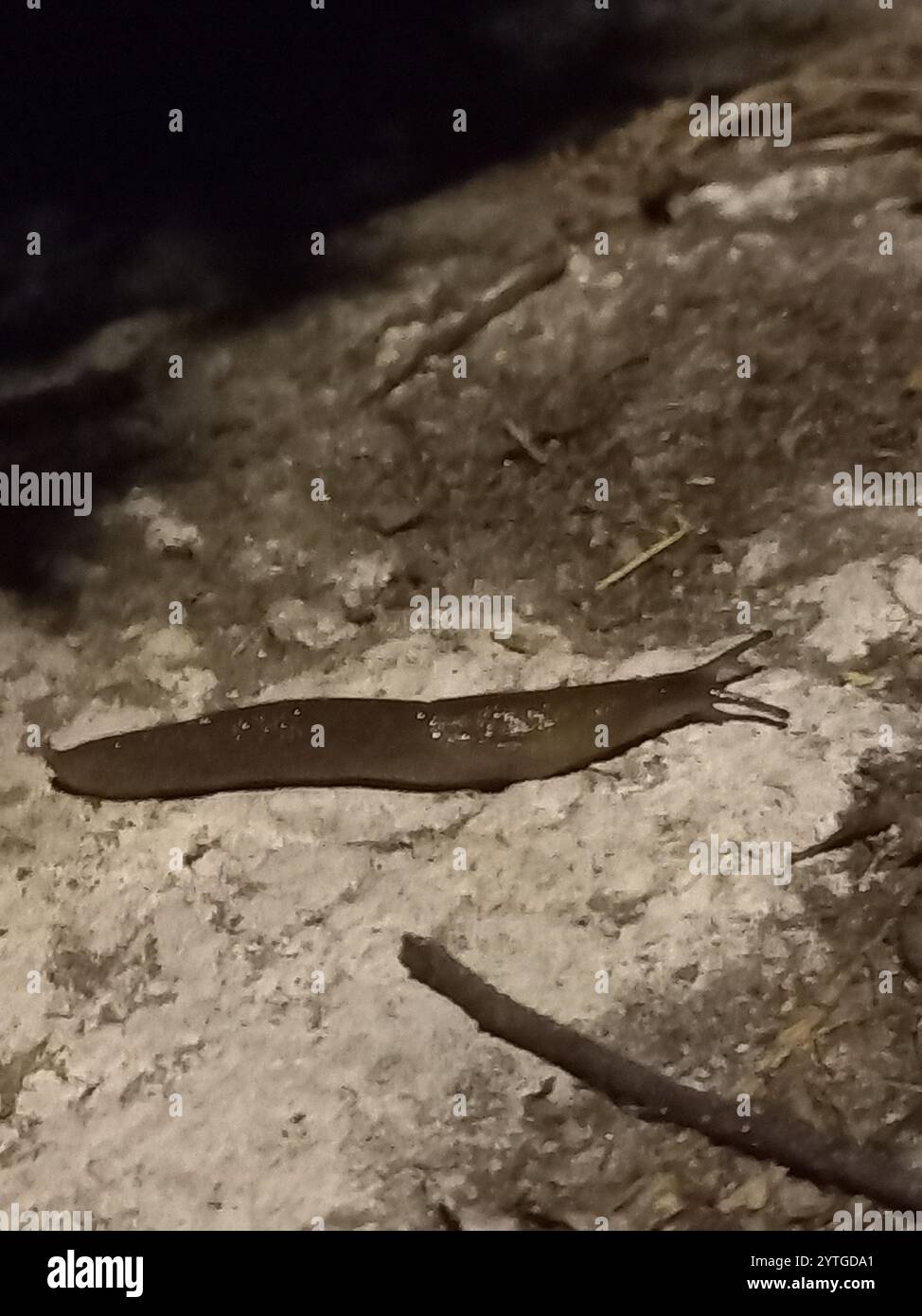 Smooth Land Slugs (Deroceras Stock Photo - Alamy