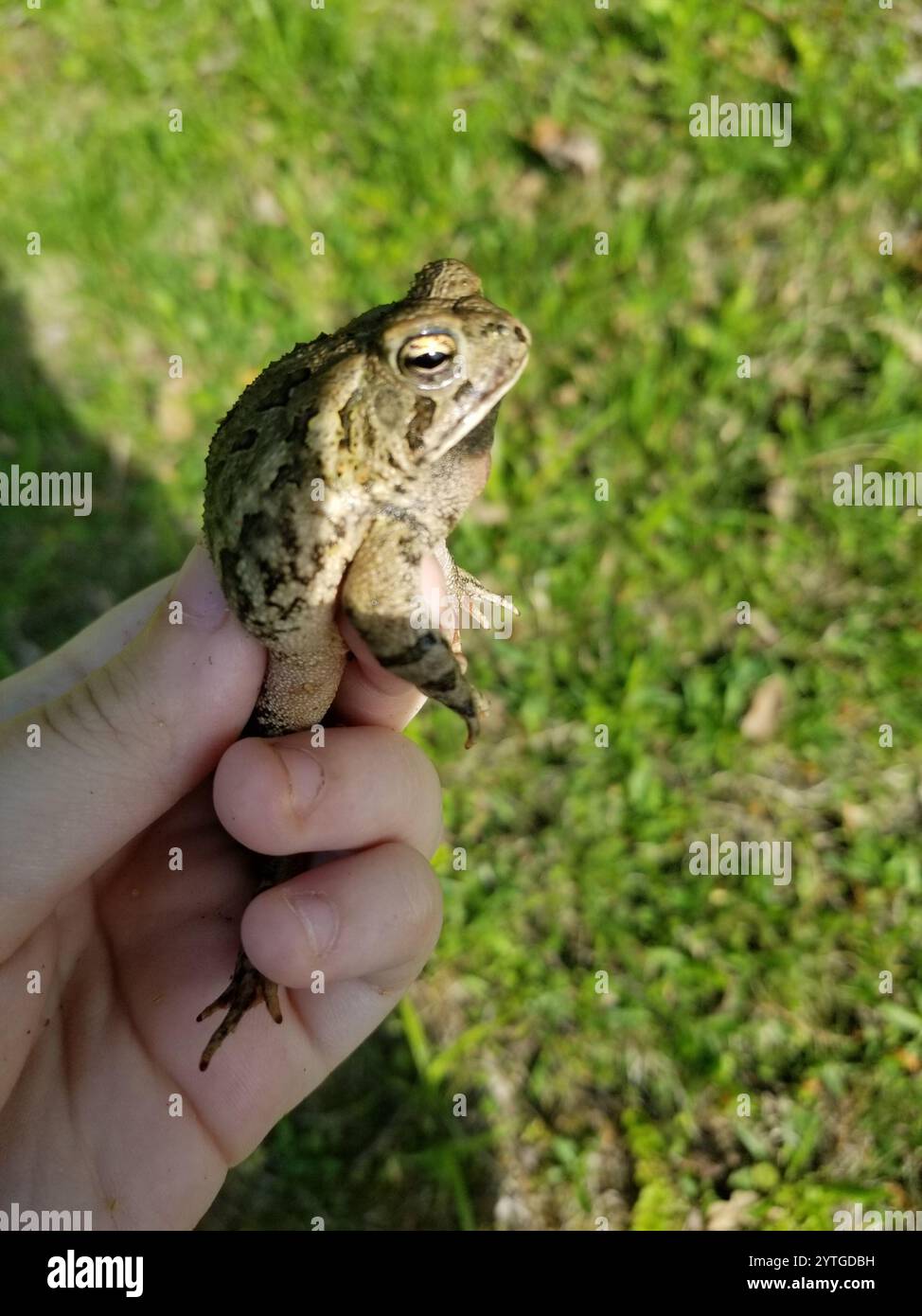 Fowler's Toad (Anaxyrus fowleri Stock Photo - Alamy