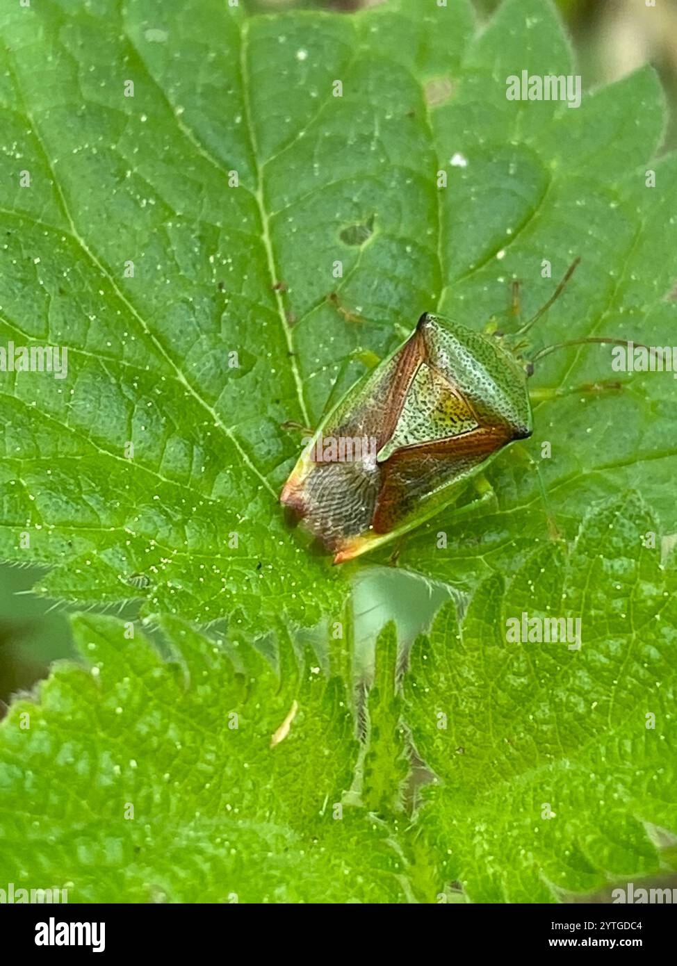 Birch Shield Bug (Elasmostethus interstinctus Stock Photo - Alamy
