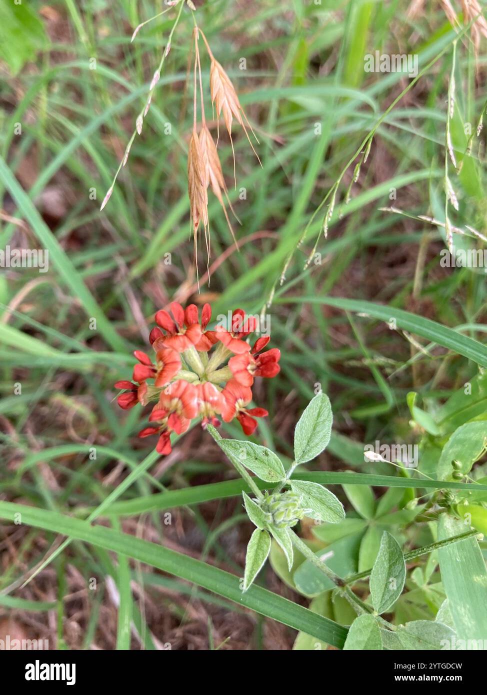 roundleaf scurfpea (Pediomelum rhombifolium Stock Photo - Alamy