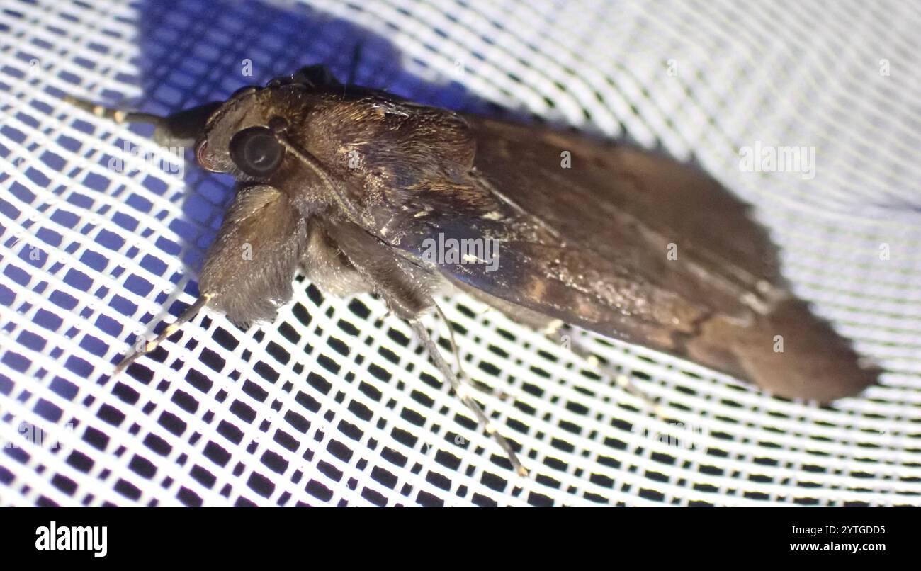 Owlet Moths and Allies (Noctuoidea Stock Photo - Alamy