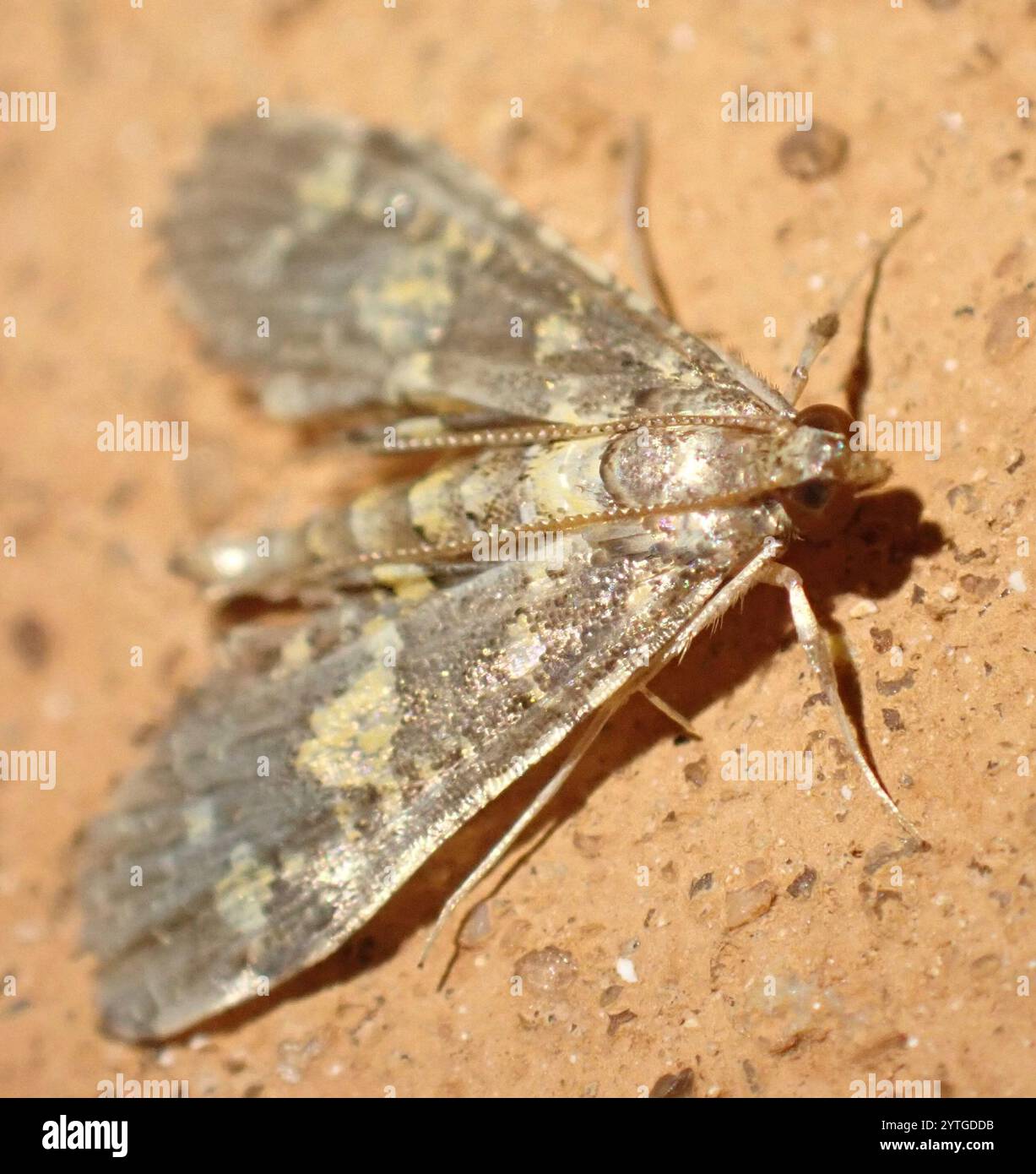 Yellow Blotched Pearl Moth (Eurrhyparodes bracteolalis Stock Photo - Alamy