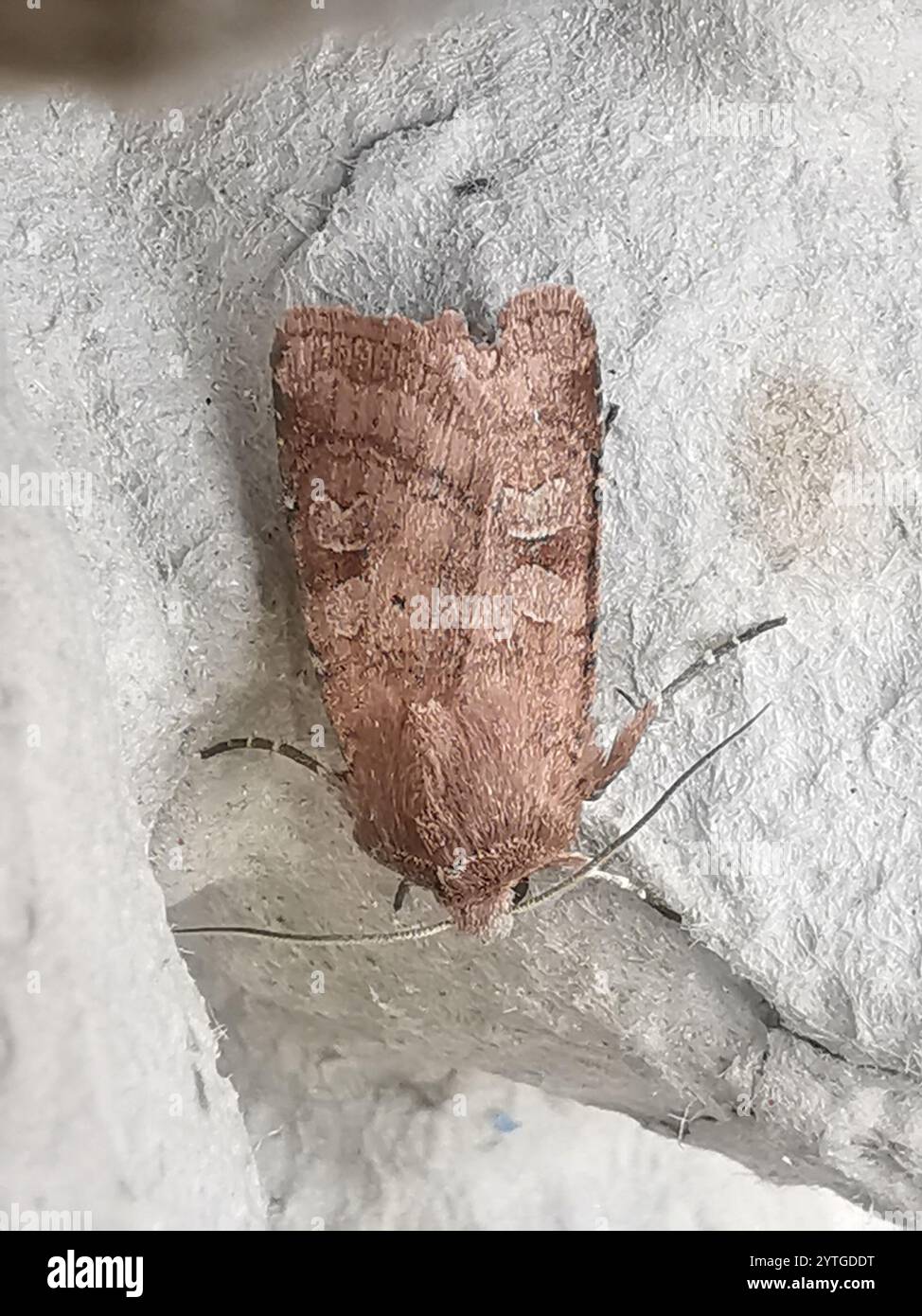 Small Square-spot (Diarsia rubi Stock Photo - Alamy