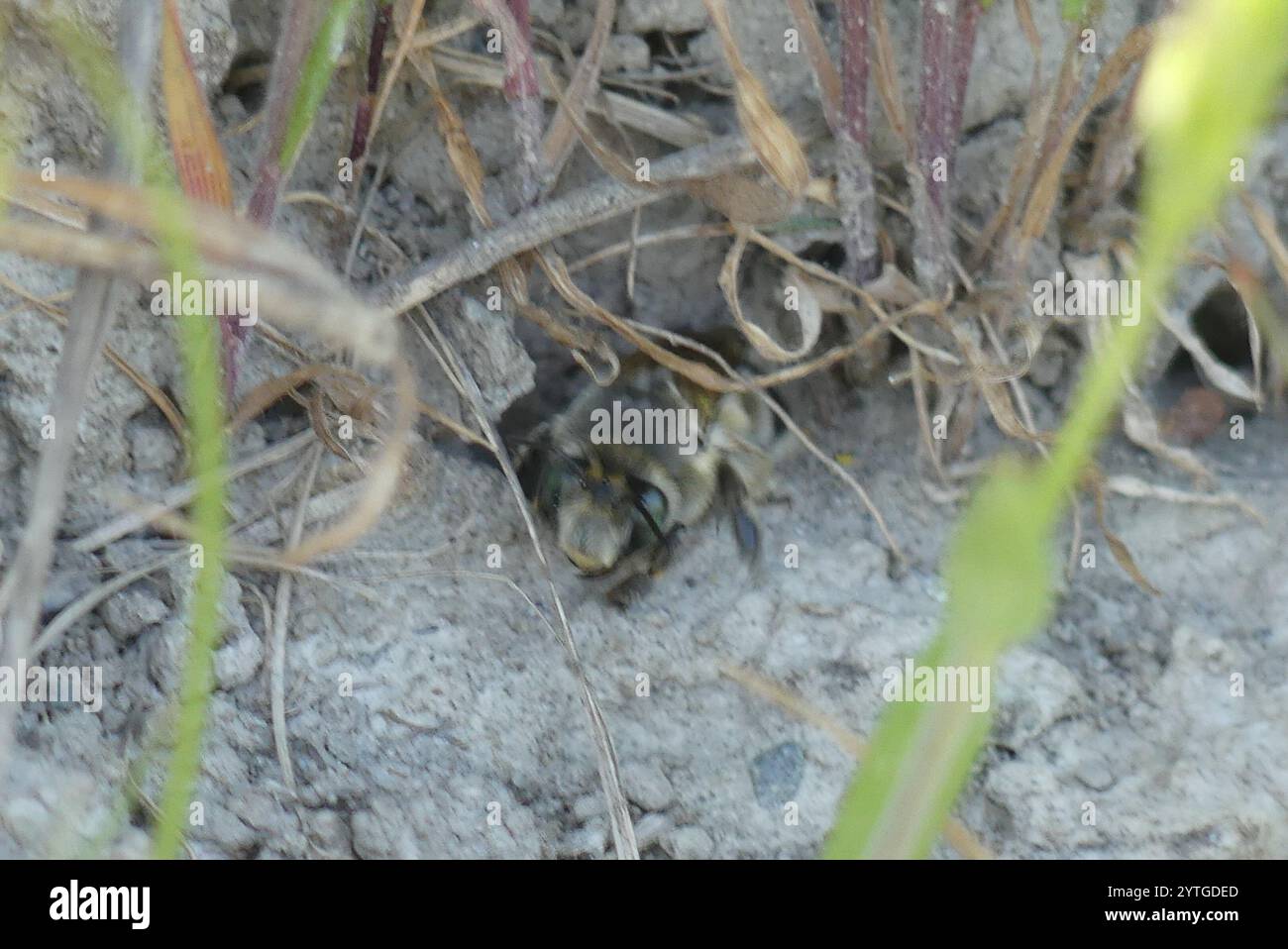 Anthophorini hi-res stock photography and images - Alamy