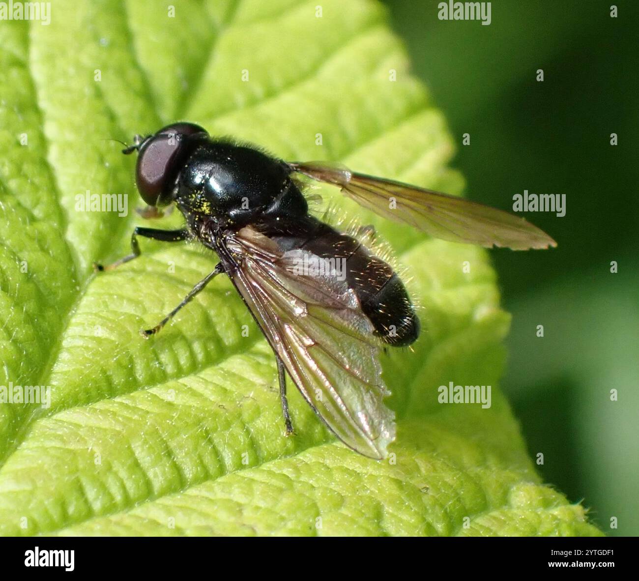 Pitheads hi-res stock photography and images - Alamy