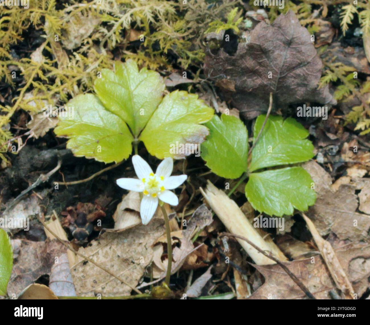 threeleaf goldthread (Coptis trifolia Stock Photo - Alamy