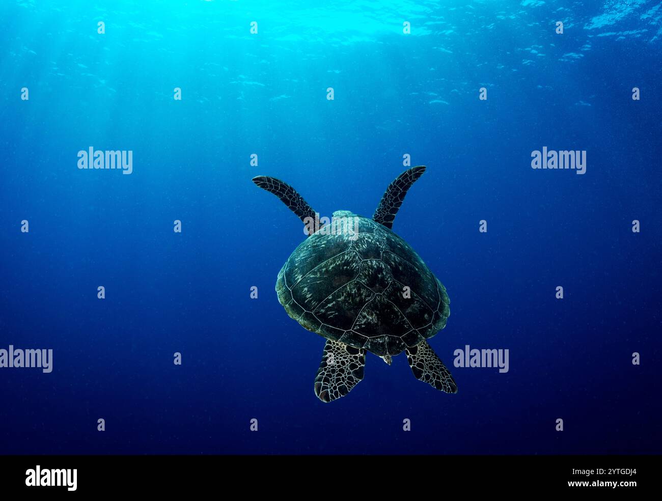 Turtleshell hi-res stock photography and images - Alamy