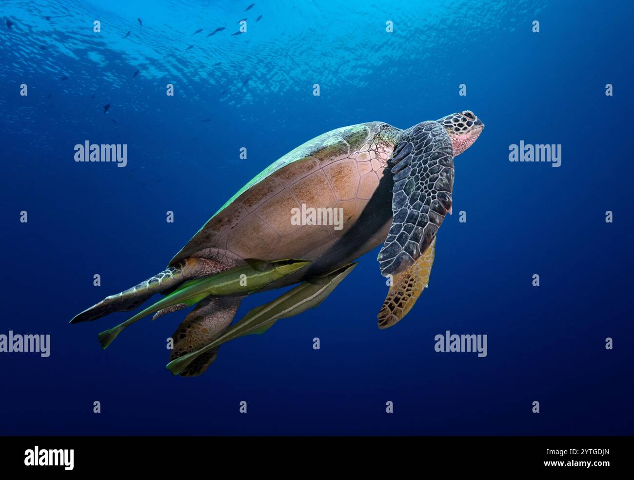 Eye level with a Green turtle (Chelonia mydas) swimming in the blue ...