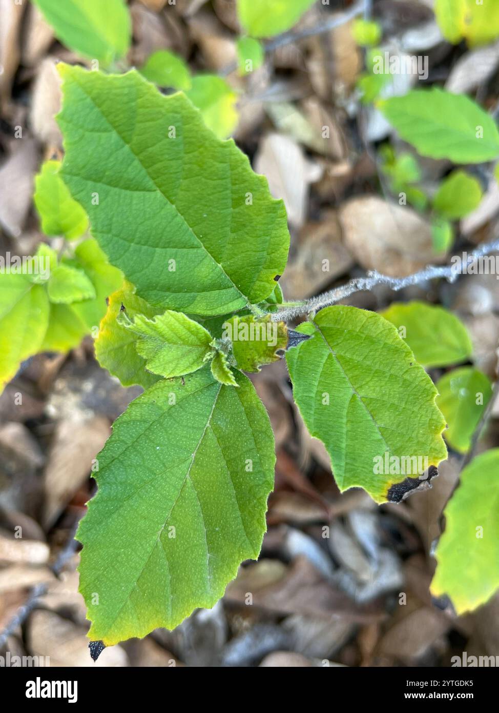 white manjack (Cordia dentata Stock Photo - Alamy