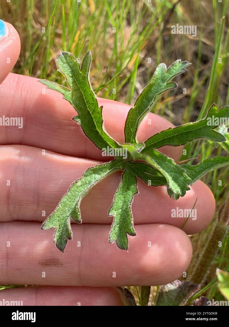 Meadow checker mallow hi-res stock photography and images - Alamy