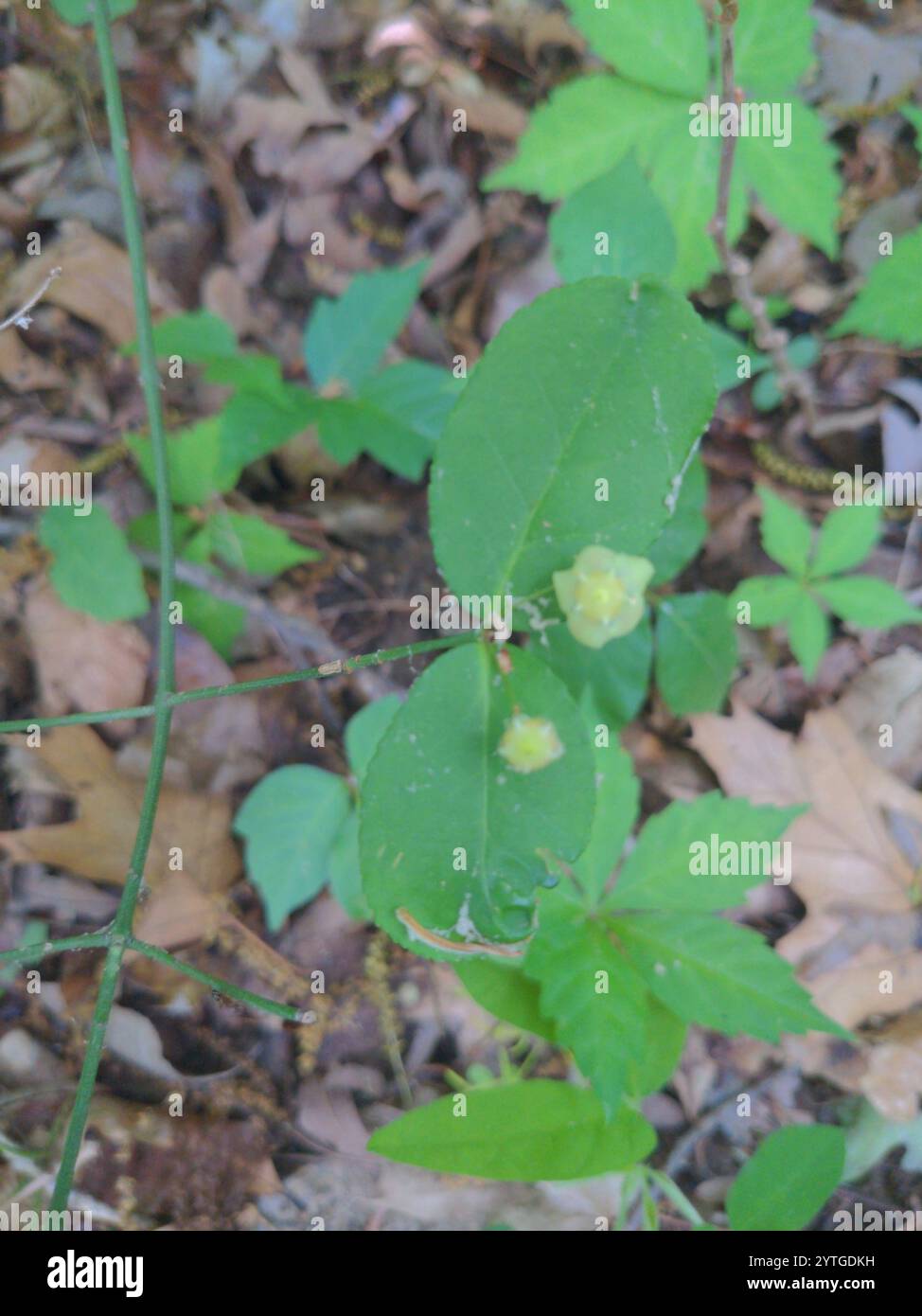 Strawberry bush euonymus americanus hi-res stock photography and images ...