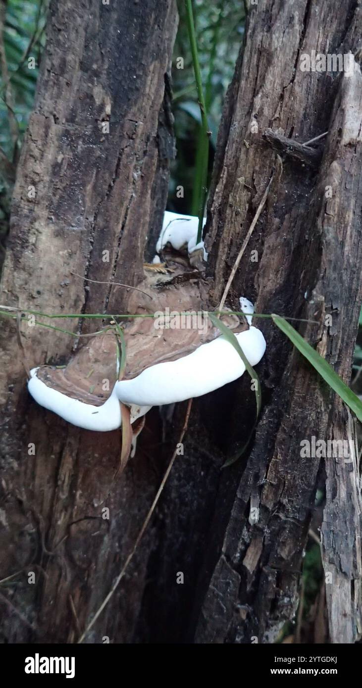 artist's bracket (Ganoderma applanatum Stock Photo - Alamy