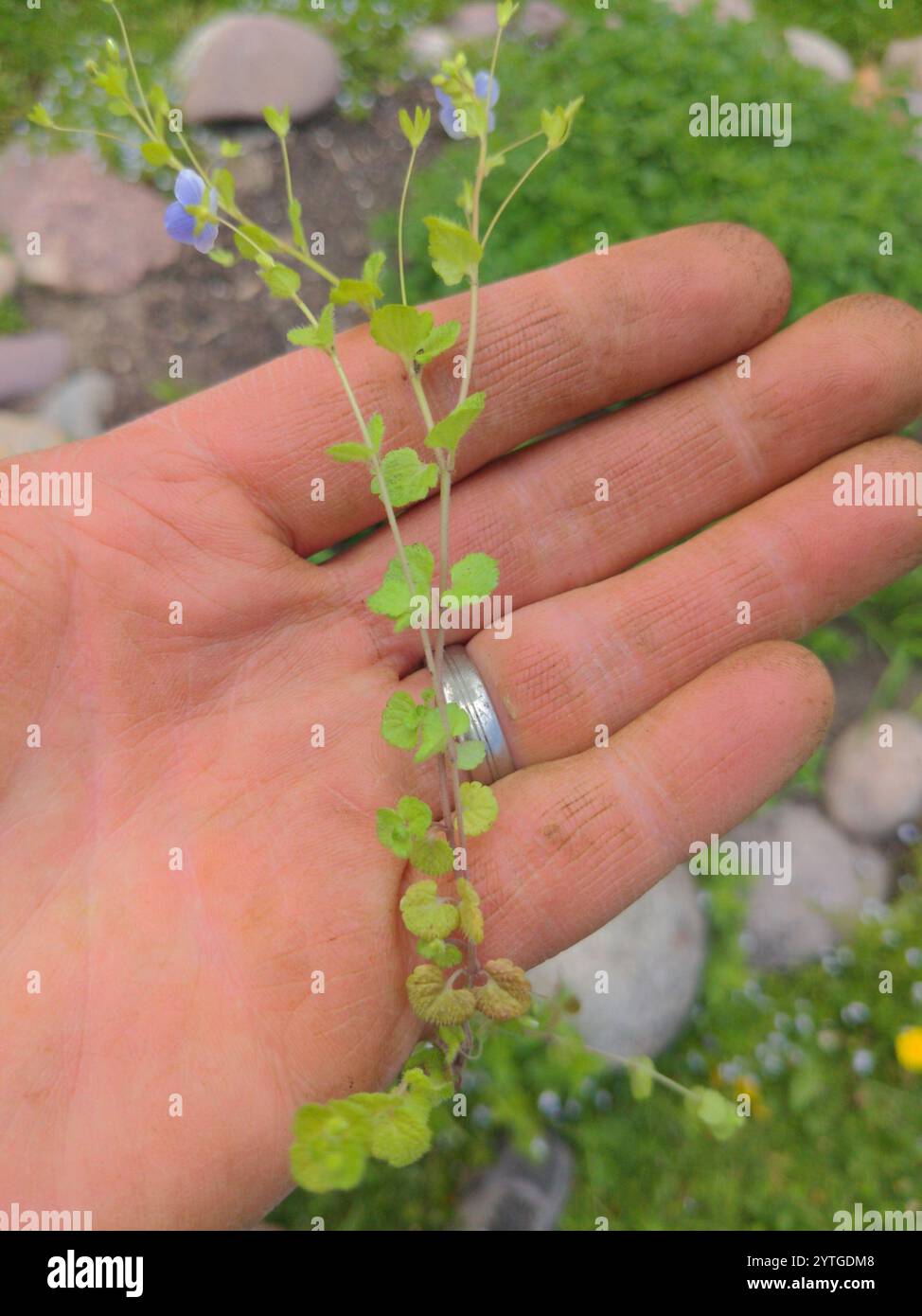 Slender speedwell (Veronica filiformis Stock Photo - Alamy