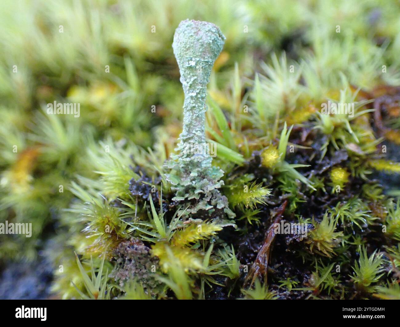 pixie cup and reindeer lichens (Cladonia Stock Photo - Alamy