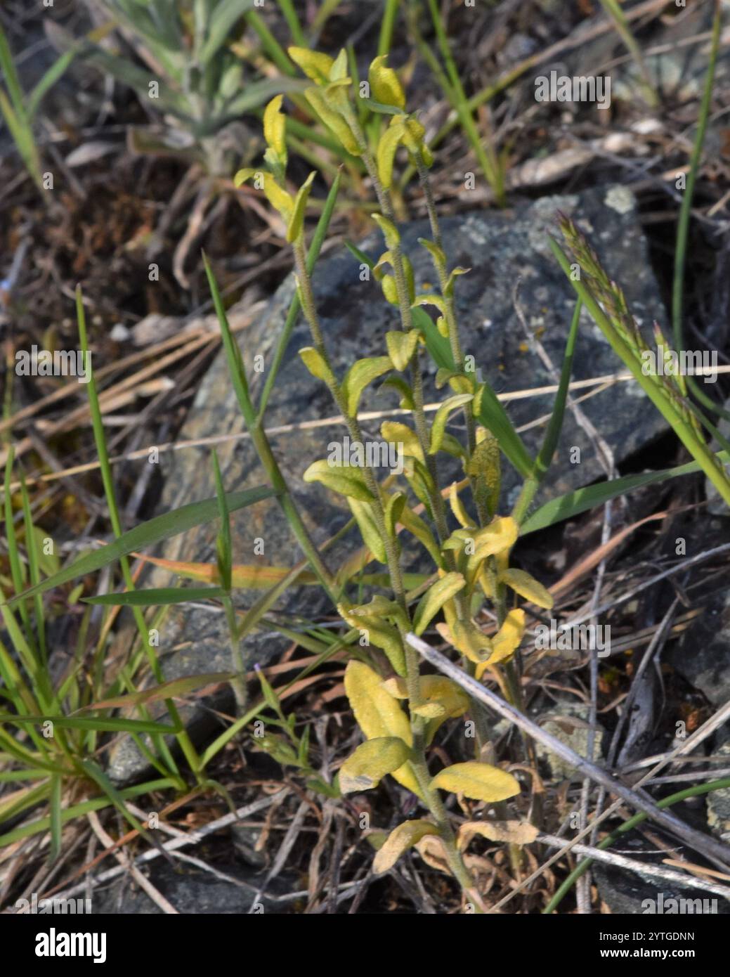 Mustard Flower Rust (Puccinia monoica Stock Photo - Alamy