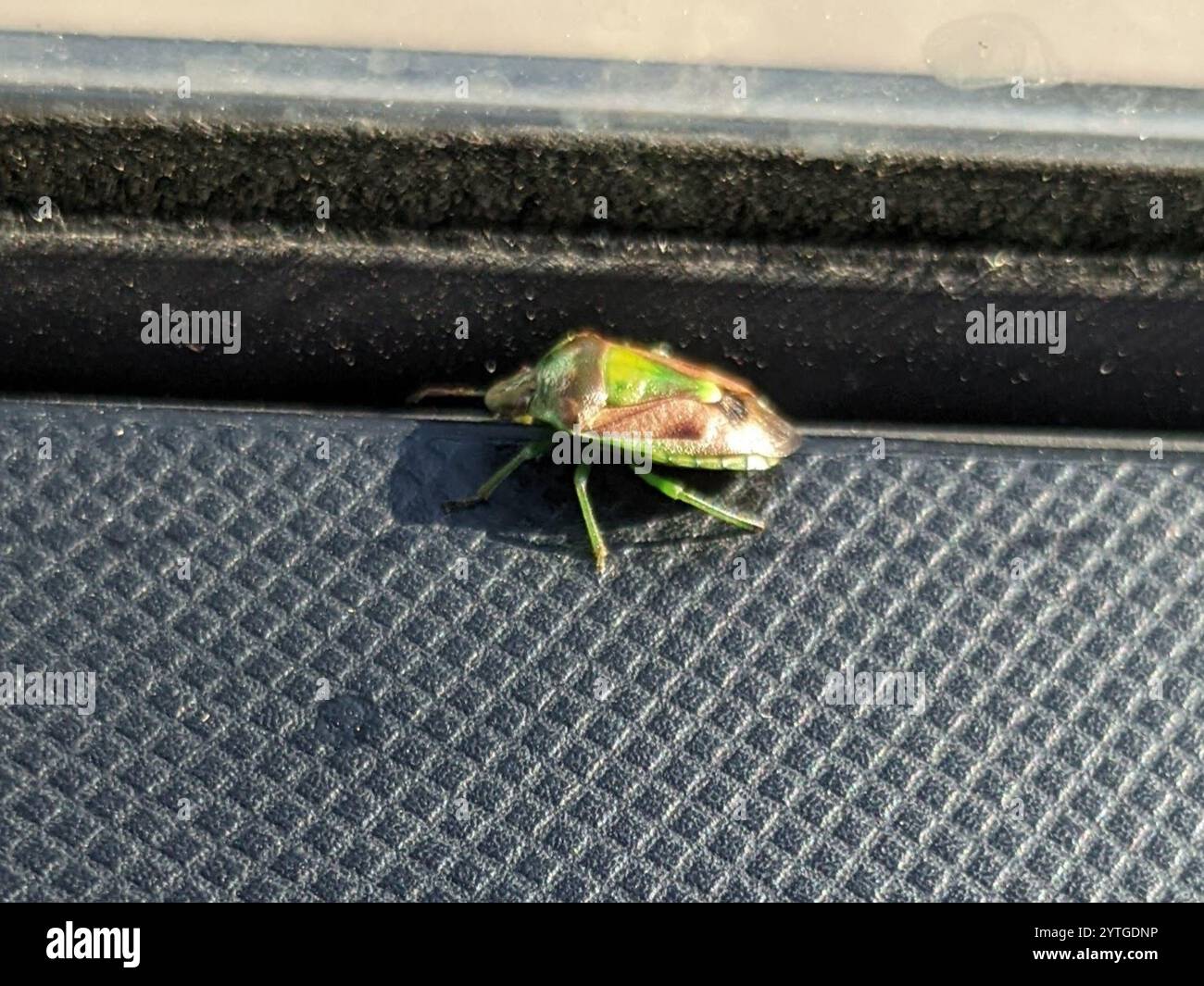 Green Burgundy Stink Bug (Banasa dimidiata Stock Photo - Alamy