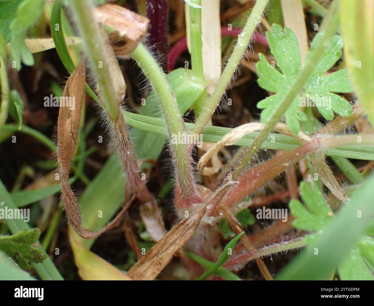 Dove's-foot crane's-bill (Geranium molle Stock Photo - Alamy