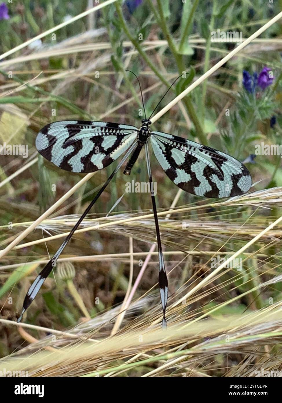 Sinuated Spoonwing (Nemoptera sinuata Stock Photo - Alamy