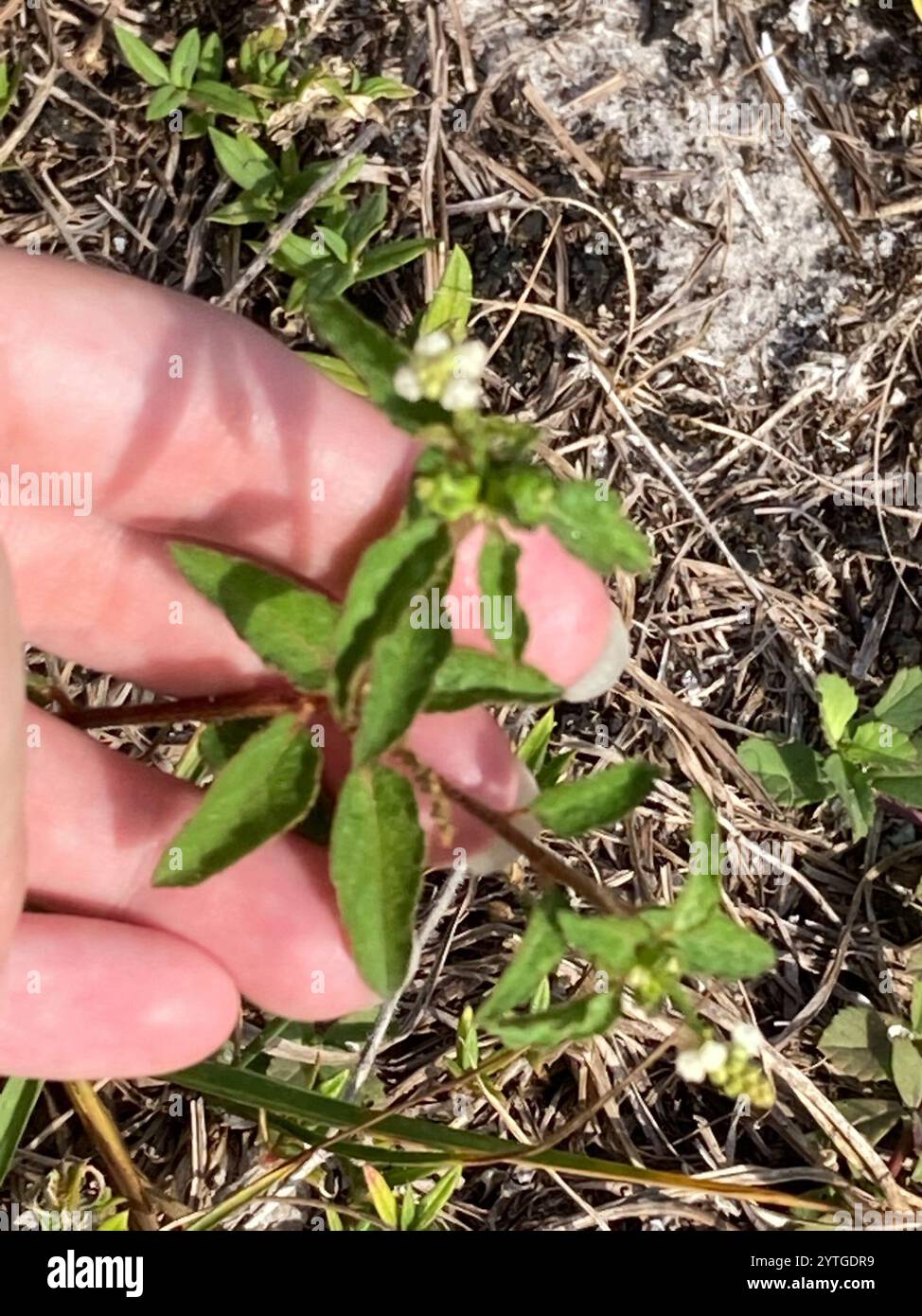 sand croton (Croton glandulosus septentrionalis Stock Photo - Alamy