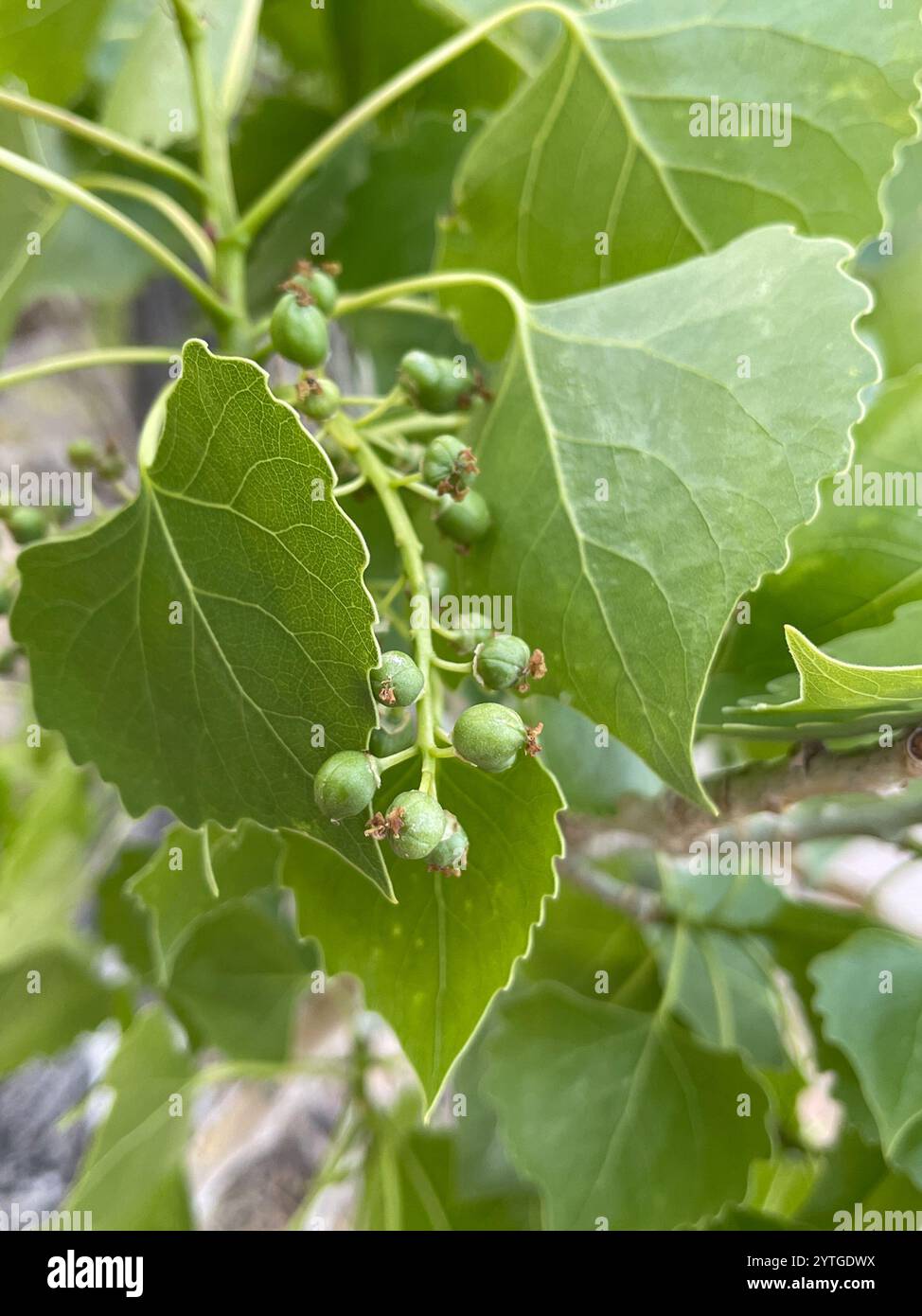 Fremont Cottonwood (Populus fremontii Stock Photo - Alamy