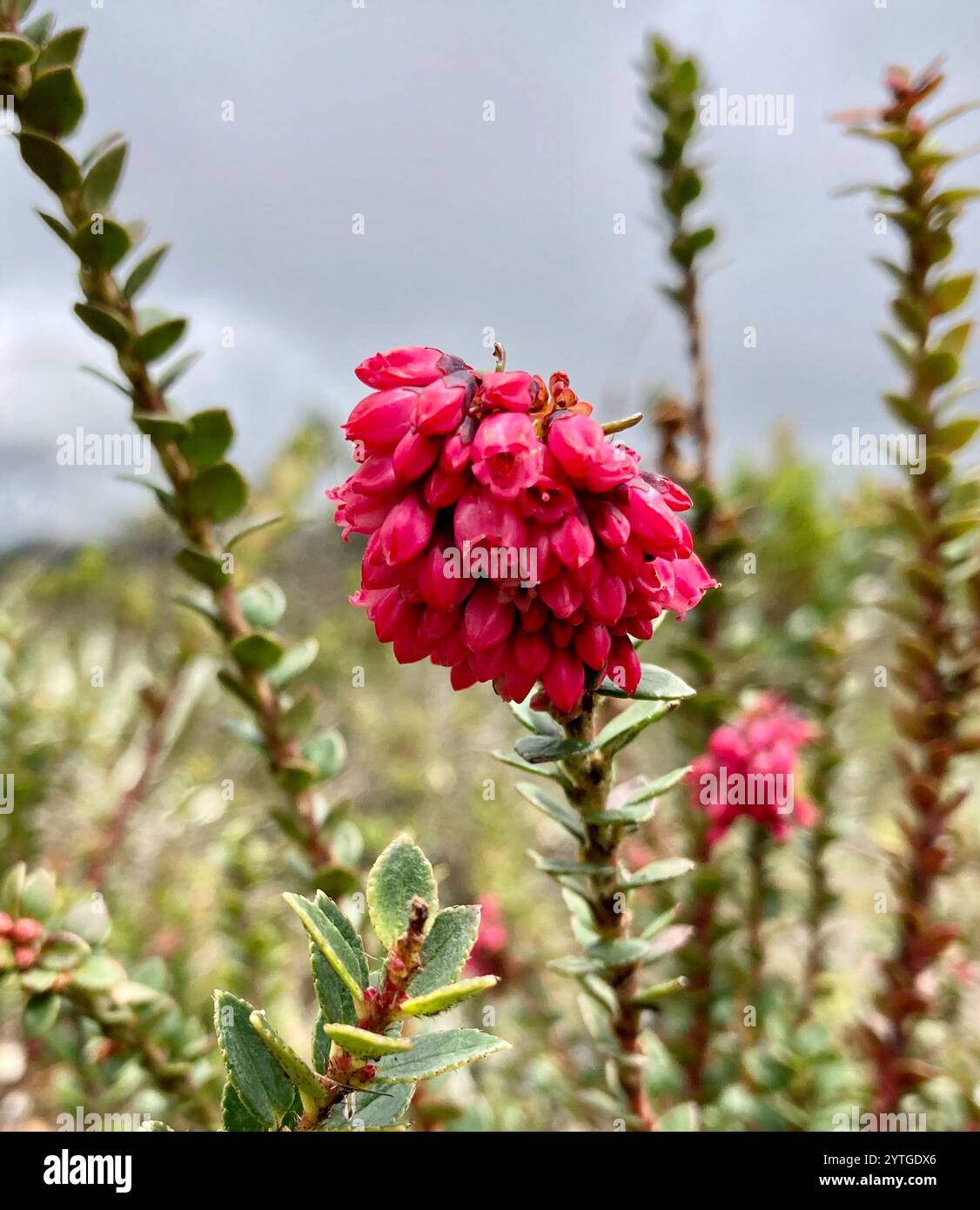 Andean blueberry hi-res stock photography and images - Alamy