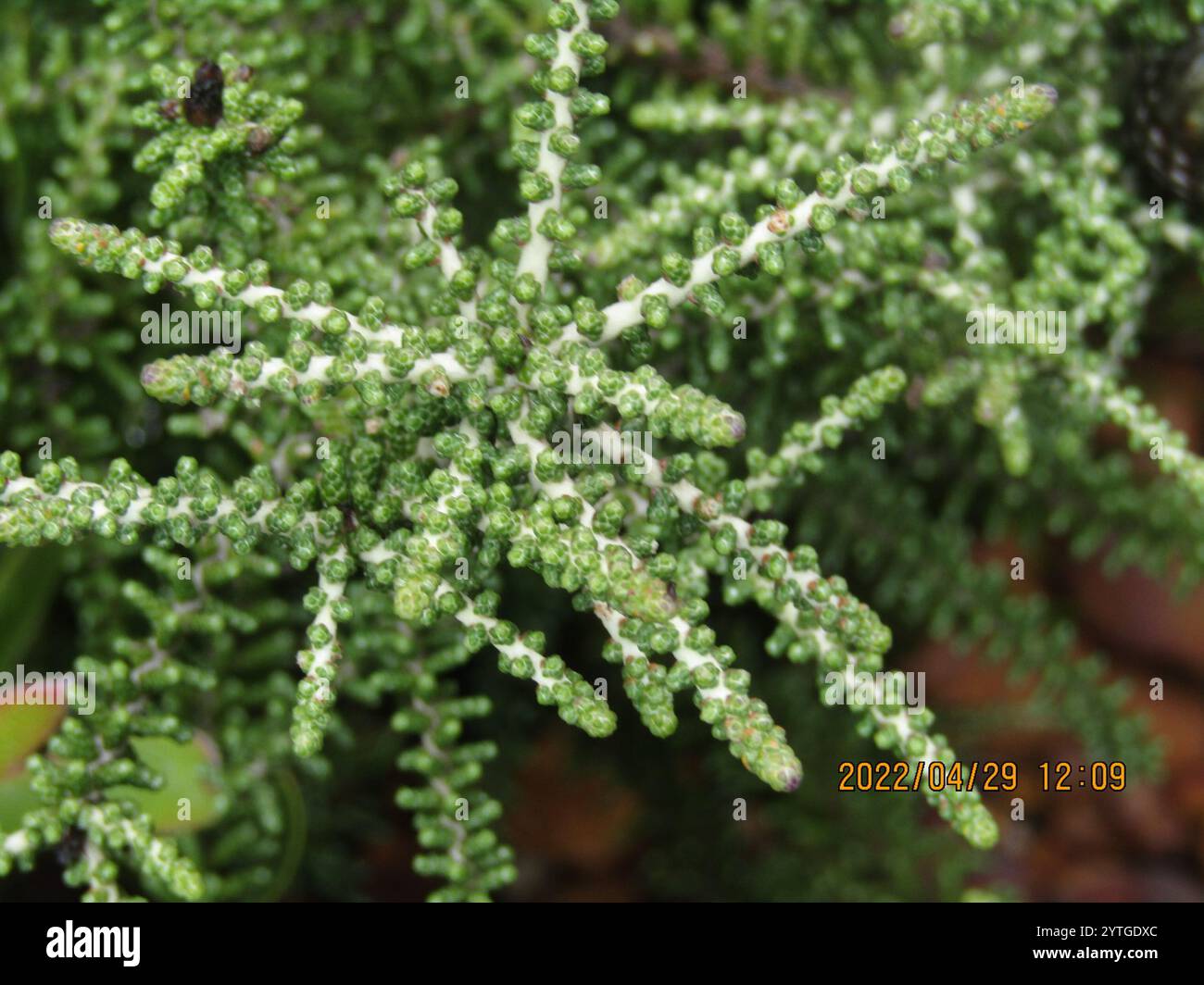 Cape everlasting (Phaenocoma prolifera Stock Photo - Alamy