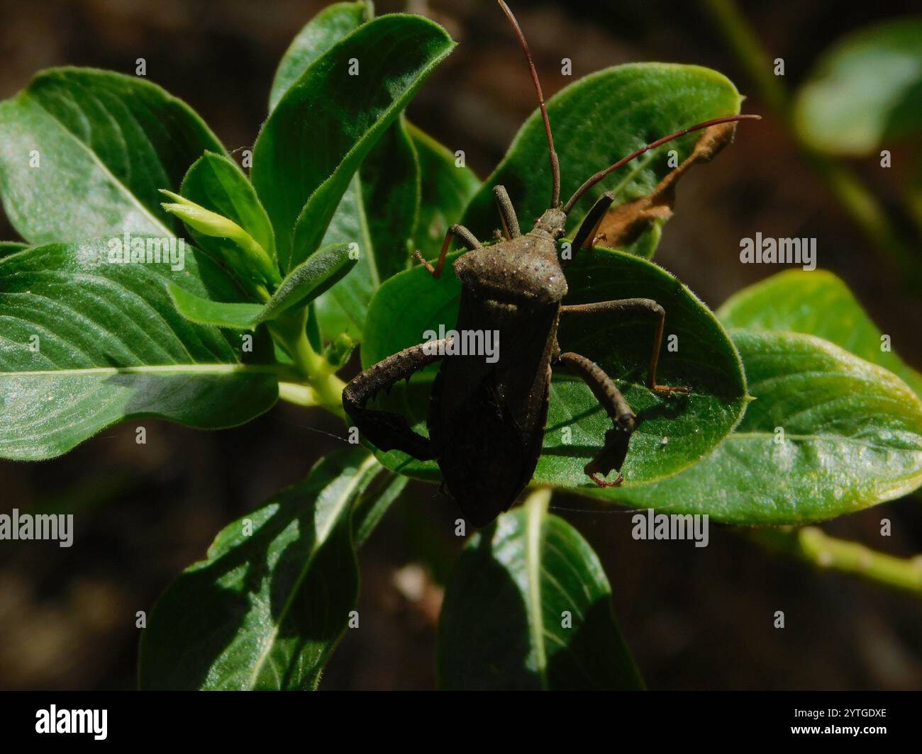 Florida Leaf-footed Bug (Acanthocephala femorata Stock Photo - Alamy