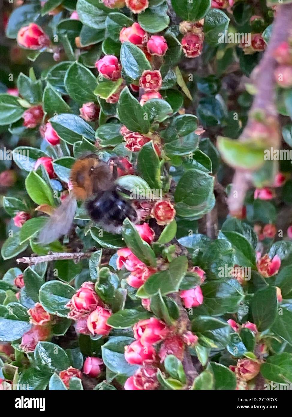 Tree Bumble Bee (Bombus hypnorum Stock Photo - Alamy