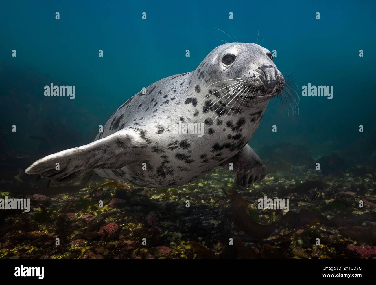 Eye level with a Grey seal (Halichoerus grypus) just above the sea ...