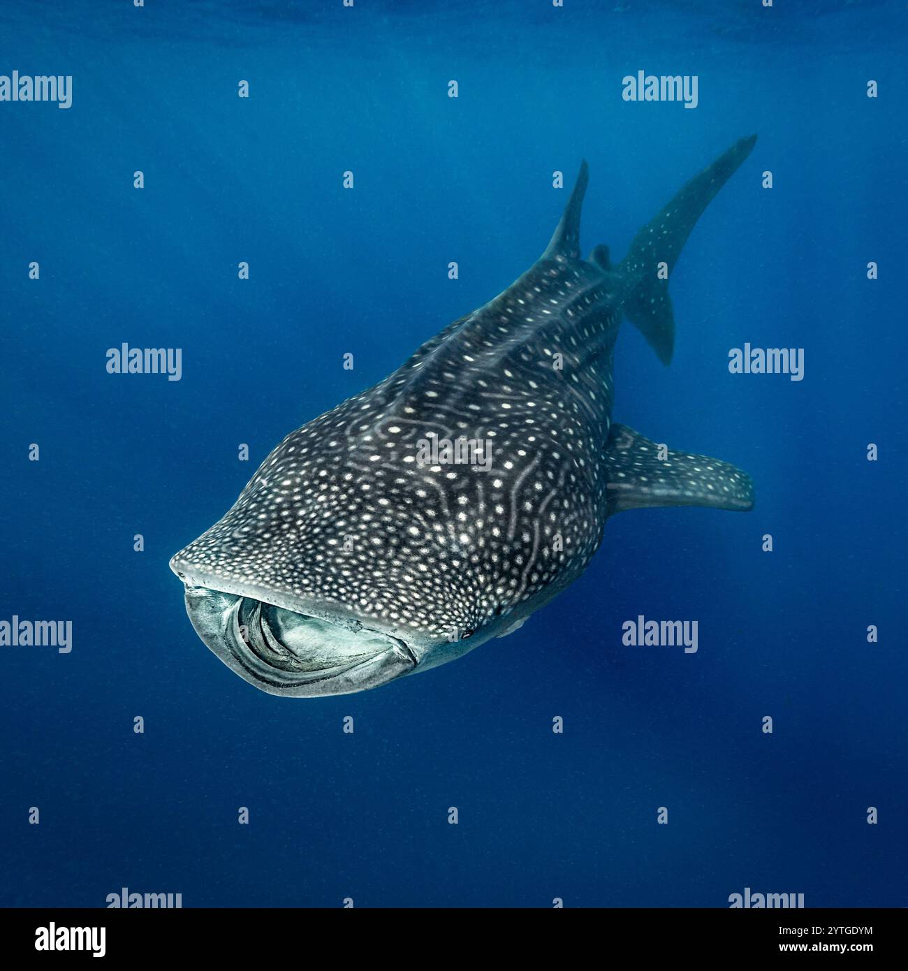 Shark looking down on hi-res stock photography and images - Alamy