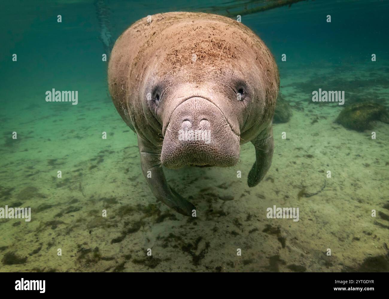 Eye level with a Florida Manatee (Trichechus) in green water Stock ...
