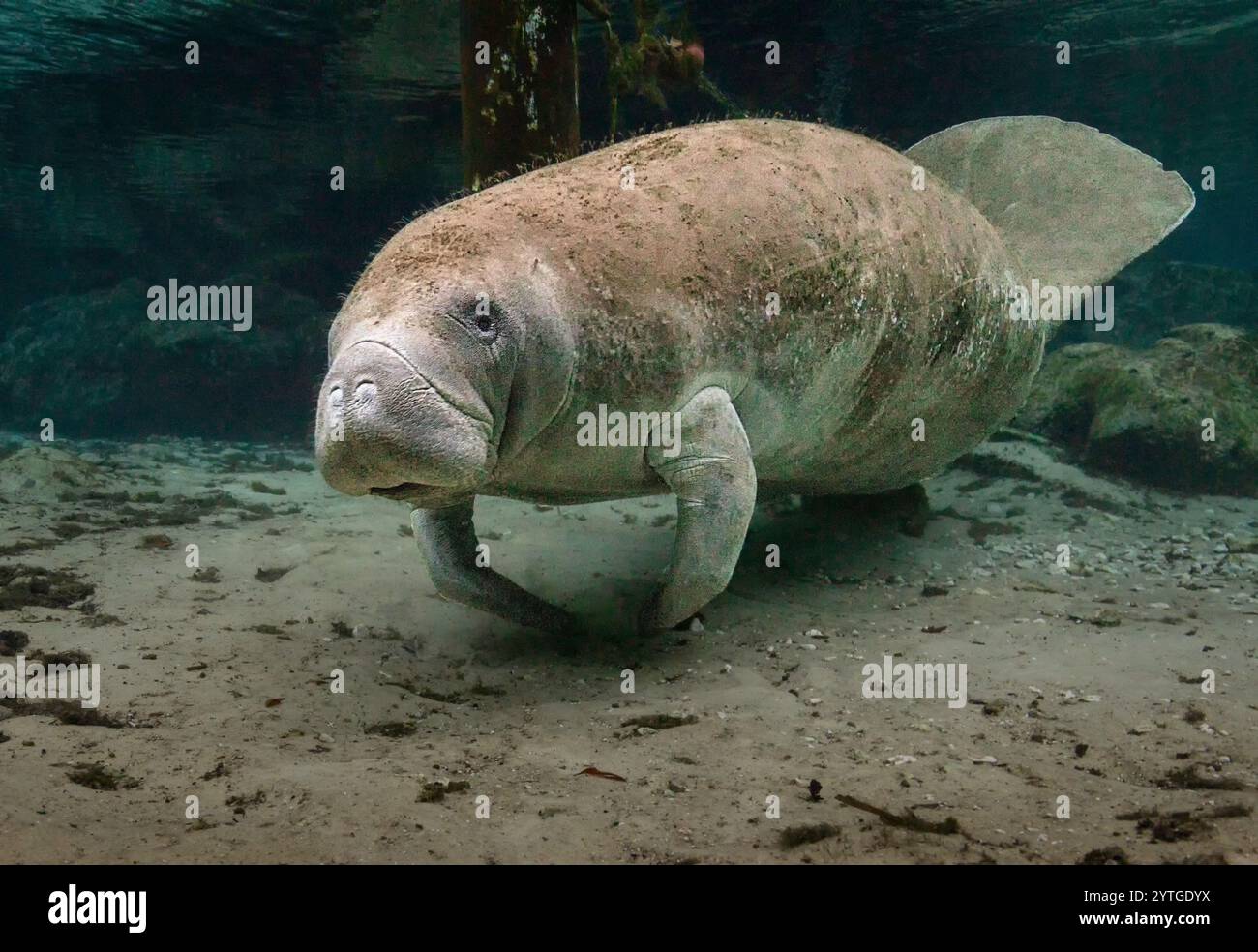 Eye level with a Florida Manatee (Trichechus) just above the river bed ...