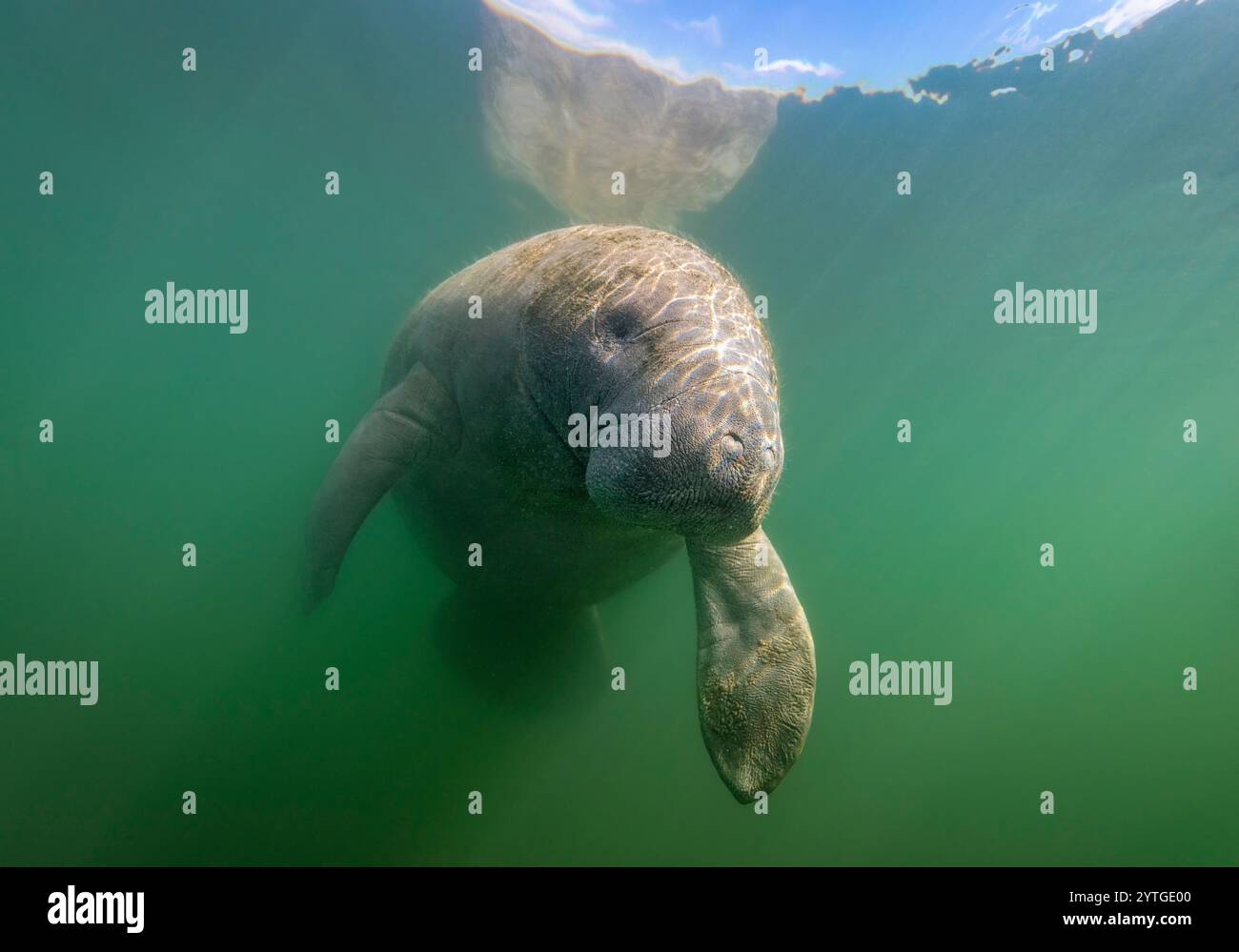 Eye level with a Florida Manatee (Trichechus) in green water Stock ...