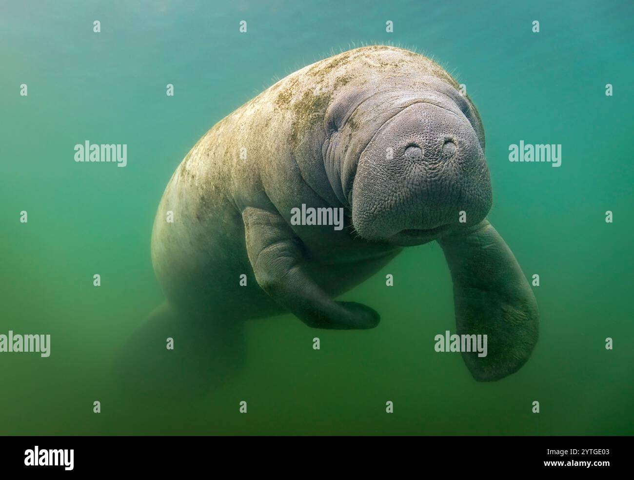Eye level with a Florida Manatee (Trichechus) in green water Stock ...