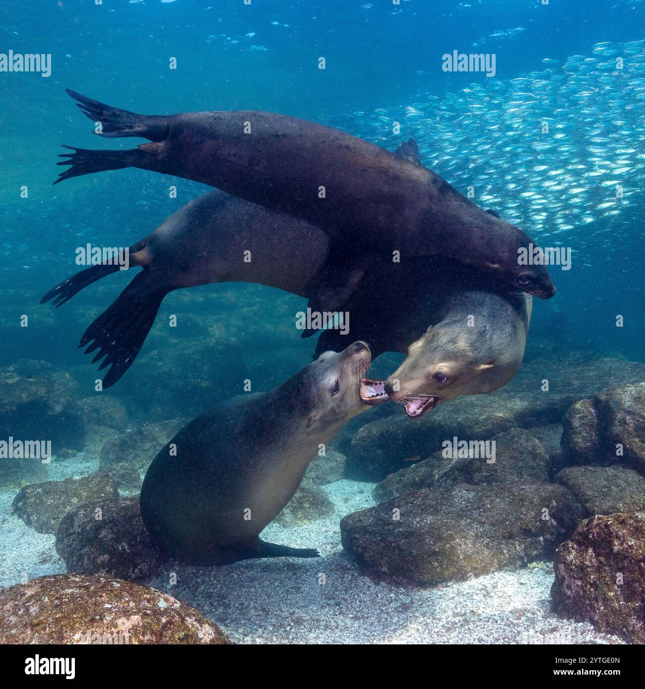 Eye level with three Sea lions (Otariinae) play fighting. Blue sea and ...
