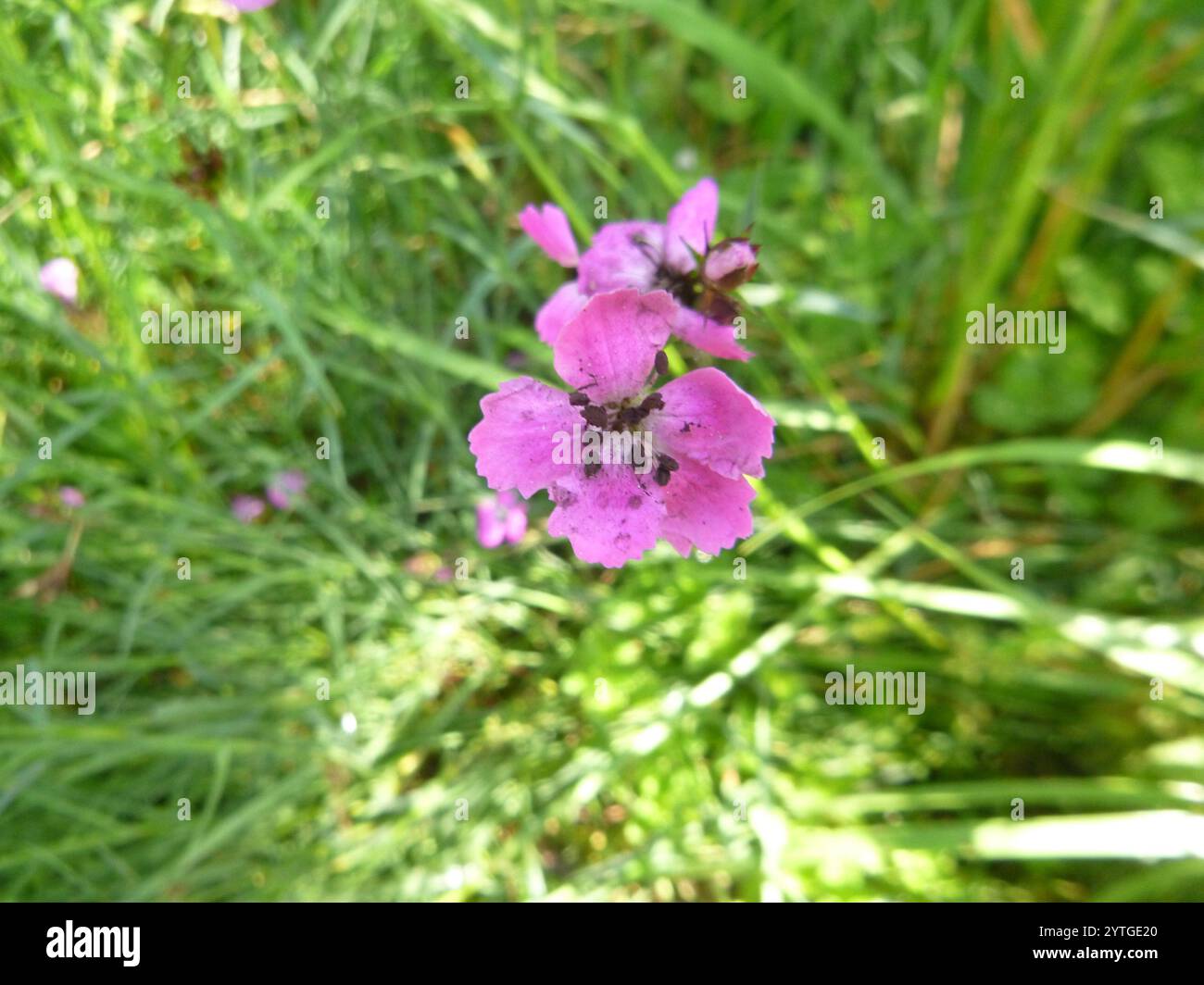 Anther smut hi-res stock photography and images - Alamy