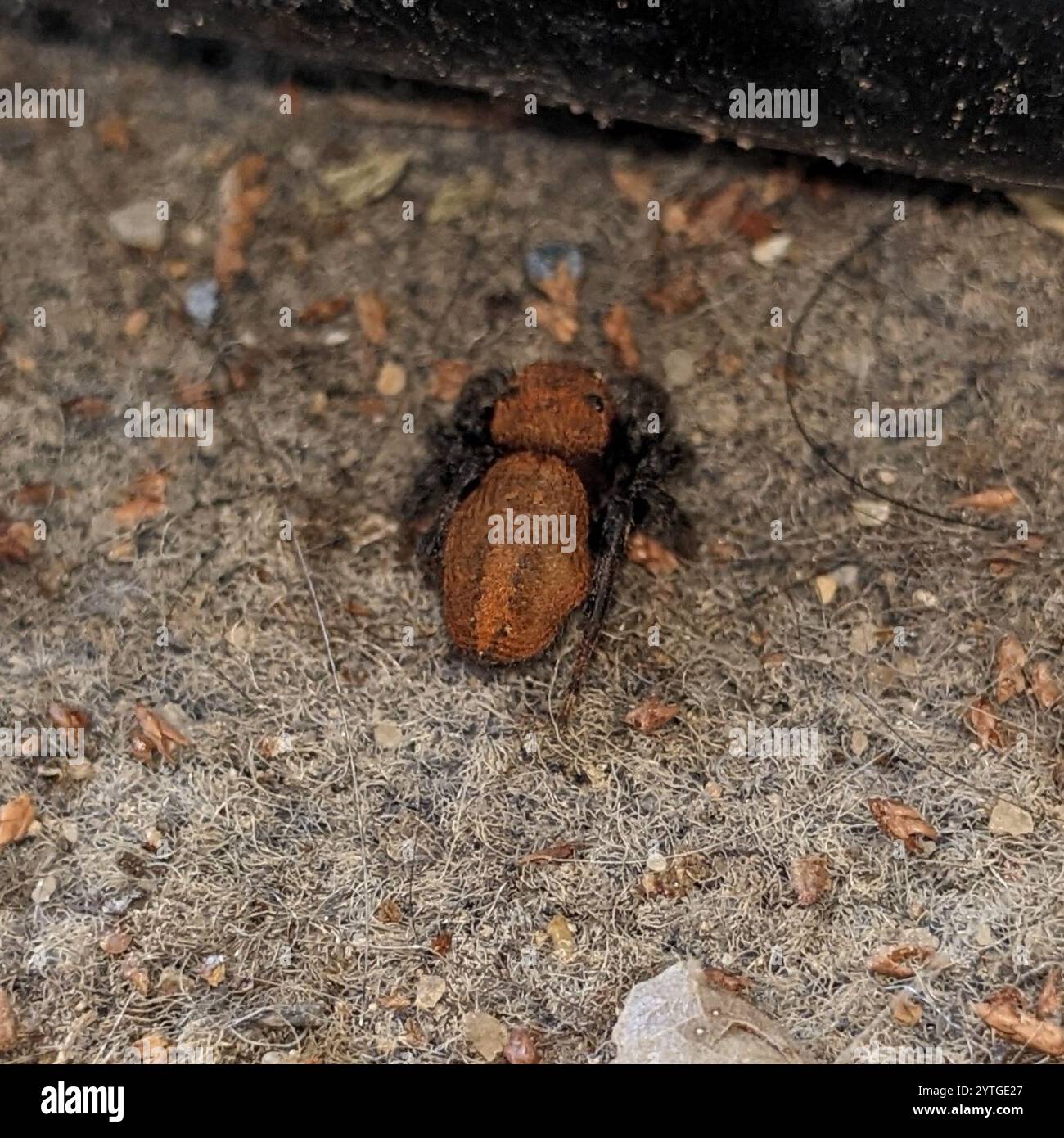 Cardinal Jumping Spider (Phidippus cardinalis Stock Photo - Alamy