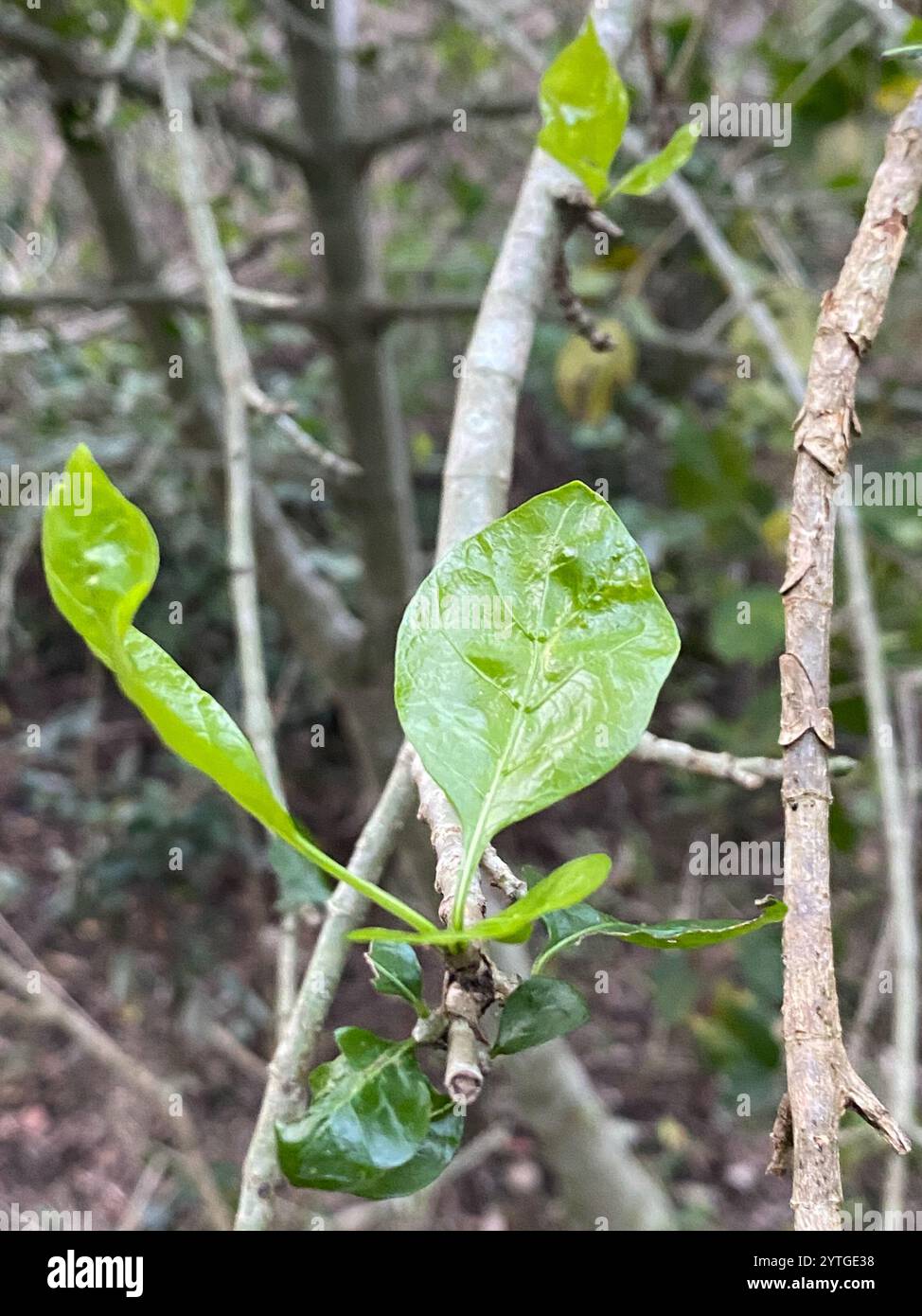 Bushveld Gardenia (Gardenia volkensii Stock Photo - Alamy