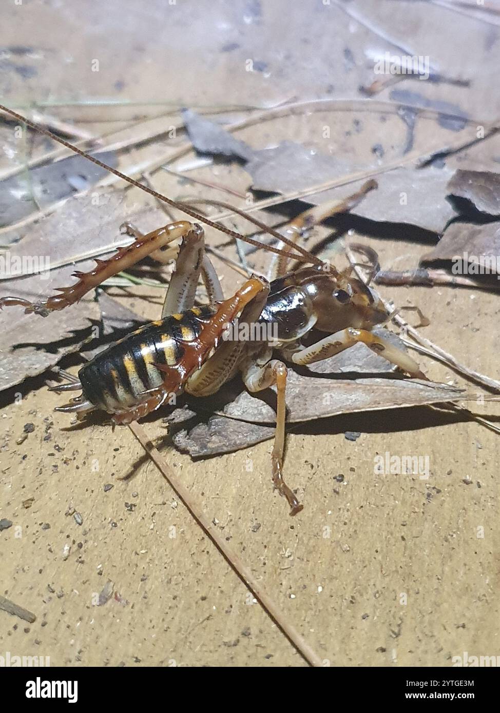 Wellington Tree Wētā (Hemideina crassidens Stock Photo - Alamy
