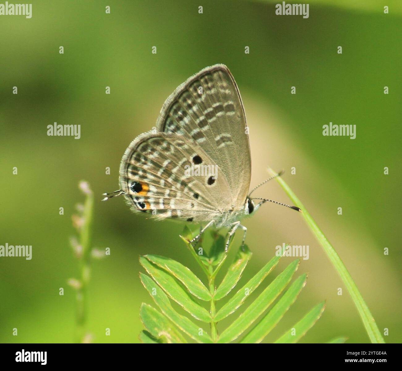 Luthrodes pandava hi-res stock photography and images - Alamy